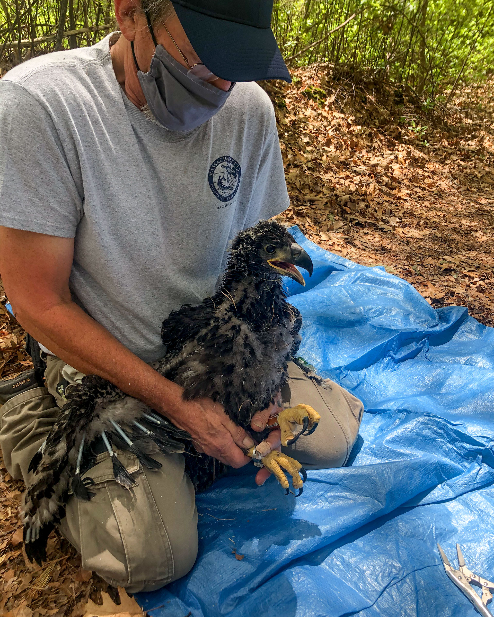 This Bald Eagle Chick Is the First Hatched on Cape Cod in 115 Years ...