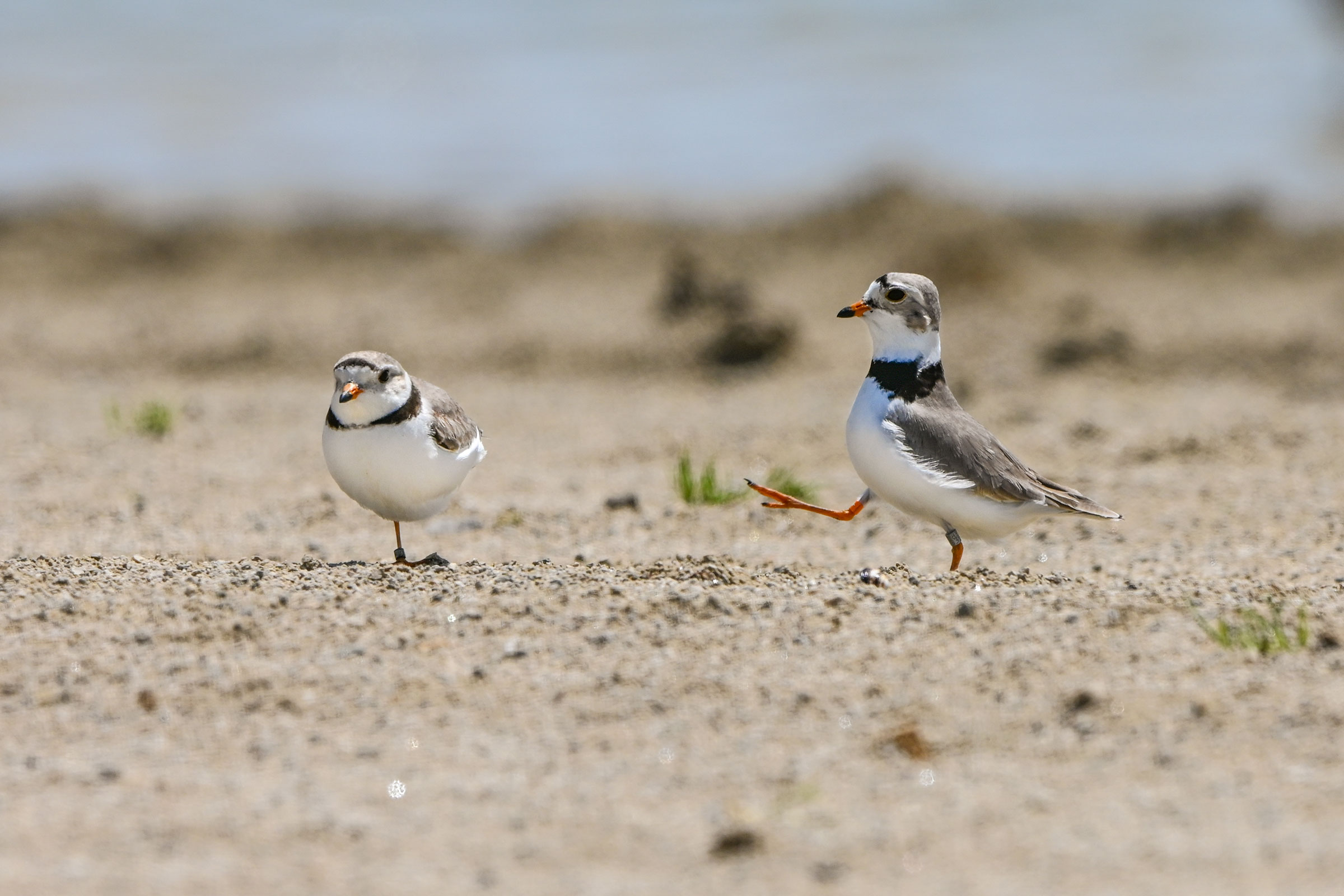 Meet Nish and Nellie, Ohio's First Nesting Piping Plovers In 83 Years ...