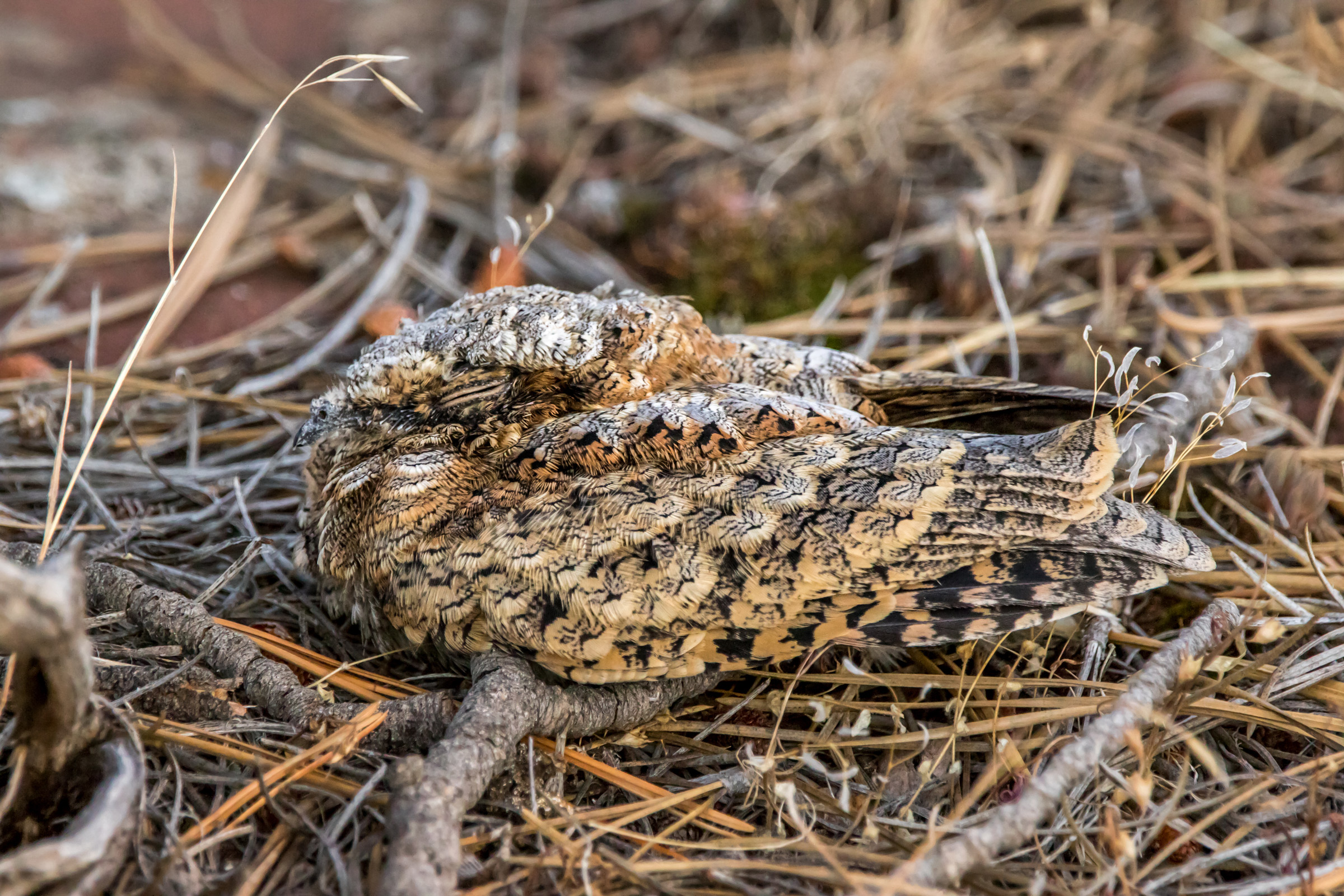 Common Poorwill | Audubon Field Guide