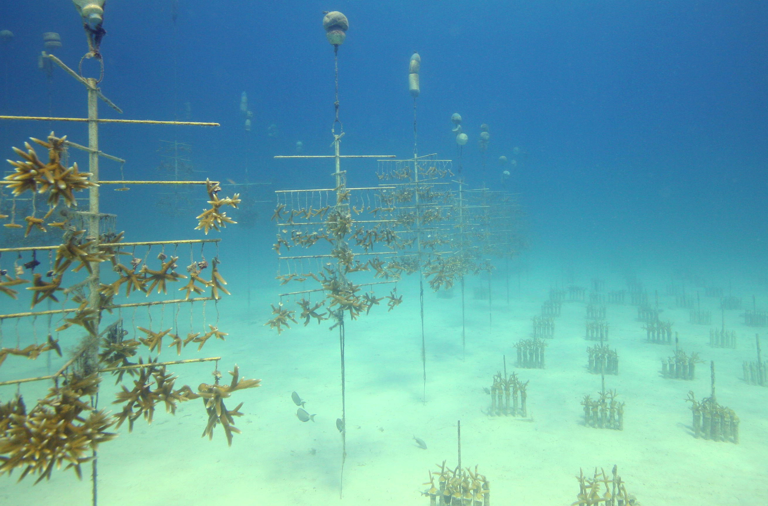 Raising Baby Corals for Reef Restoration | Audubon