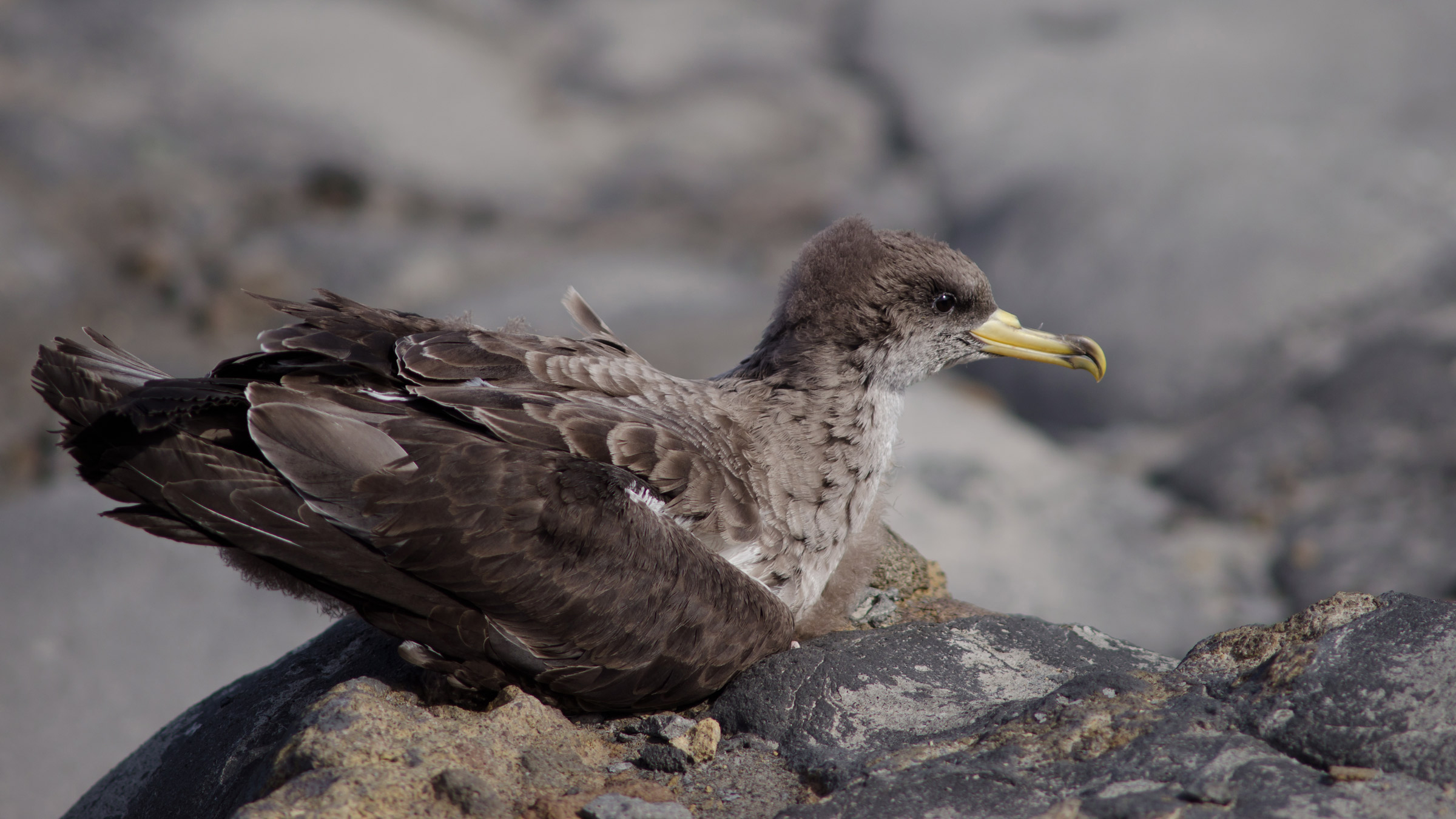 Cory's Shearwater | Audubon Field Guide