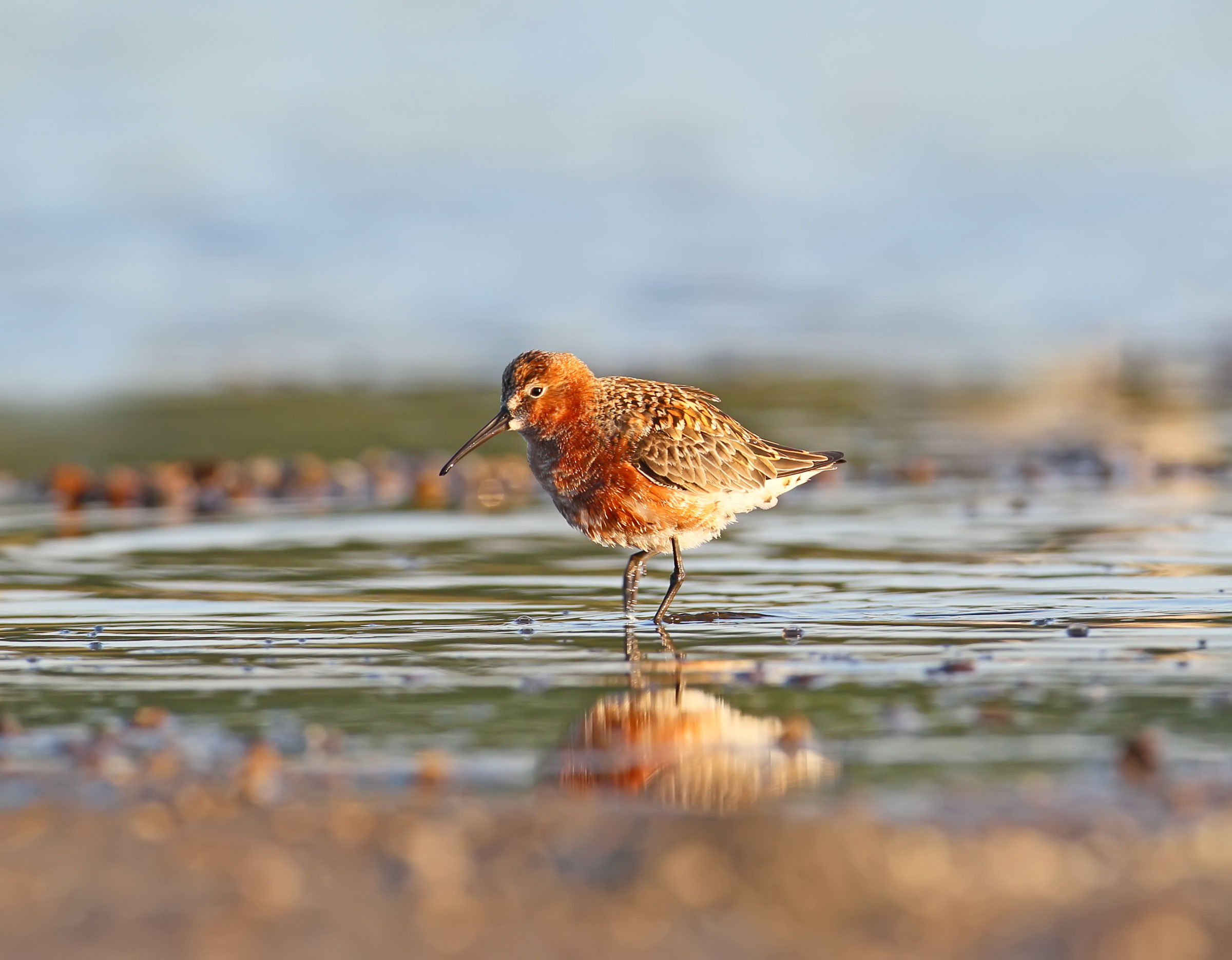 Curlew Sandpiper | Audubon Field Guide