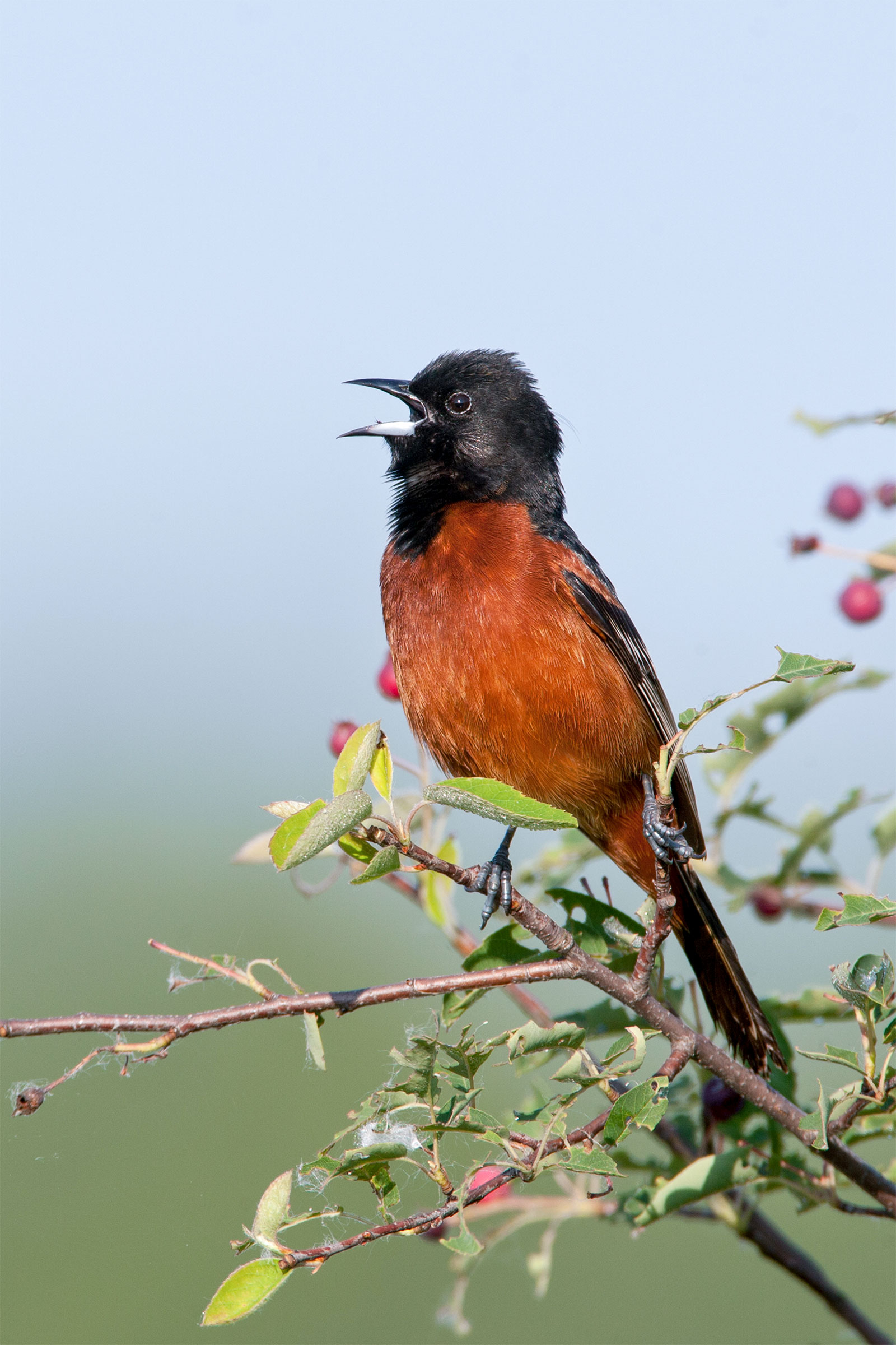 Some Wisconsin Birds Are Already Moving to Canada Due to Climate Change ...