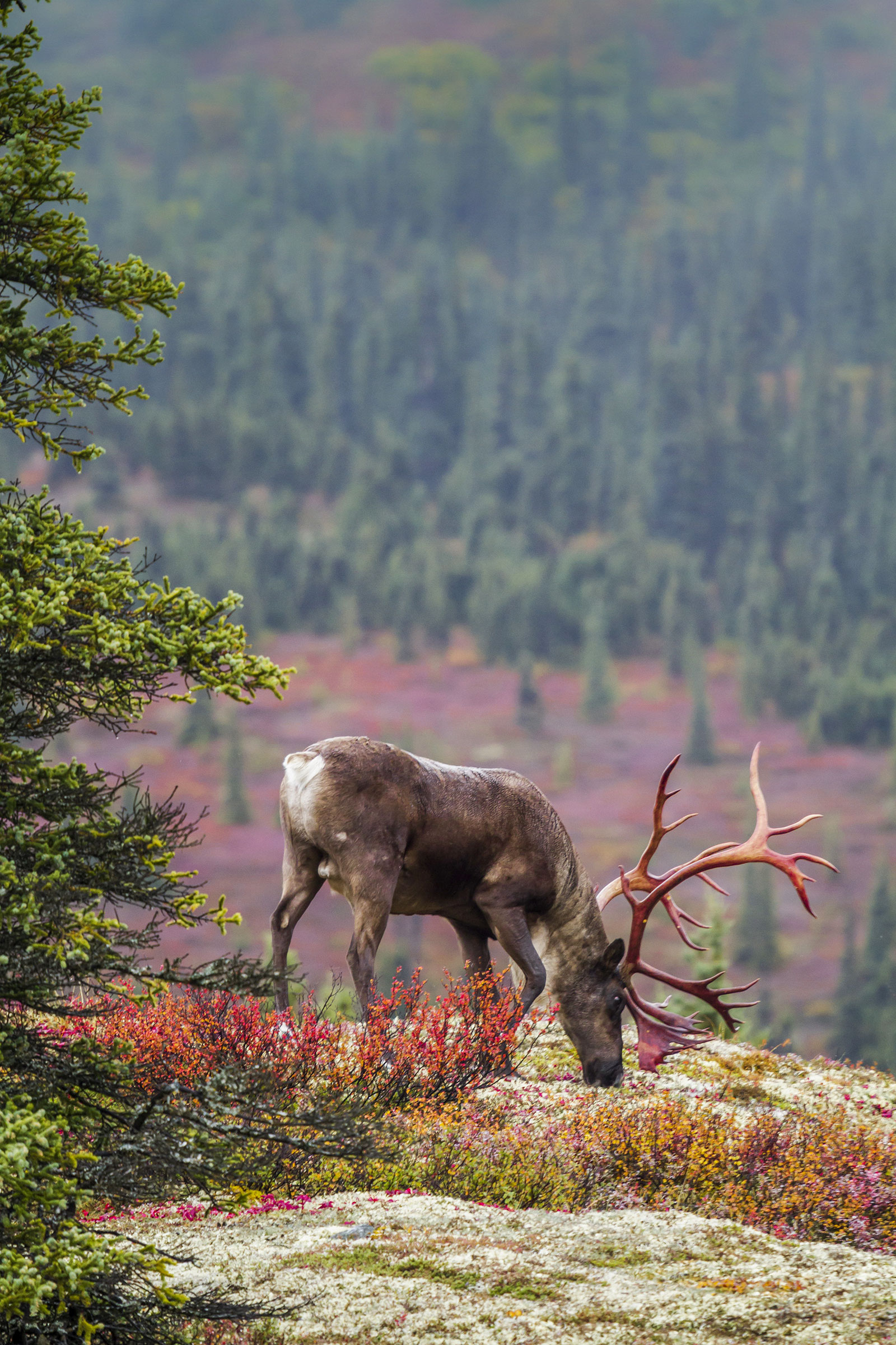 Alaska’s Big Fire Seasons Are a ‘New Normal’ and Reshaping the ...