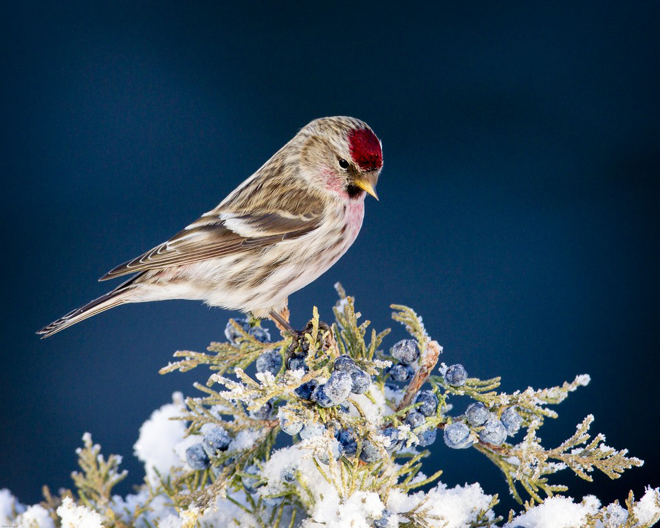 The Tiny but Tough Common Redpoll | Audubon