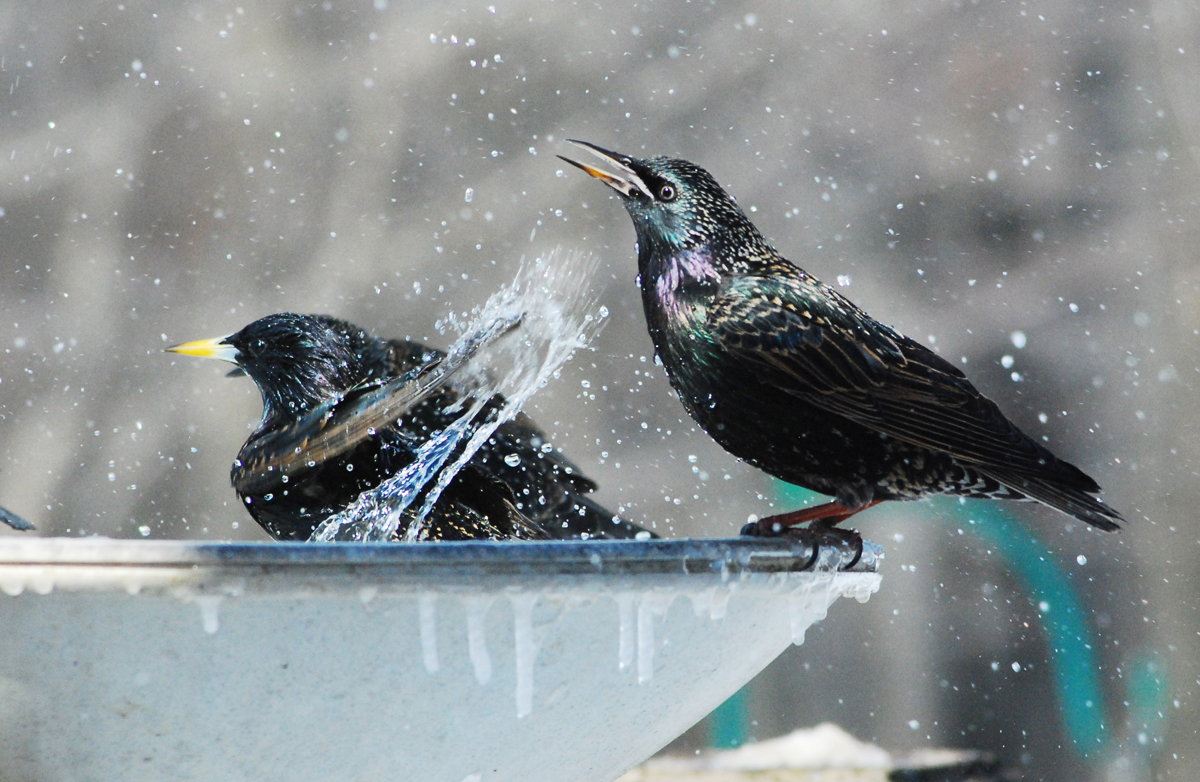 Consider the Lowly Starling | Audubon