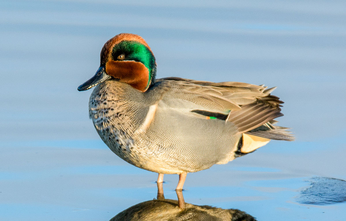 Find Some Dapper Ducks This Fall | Audubon