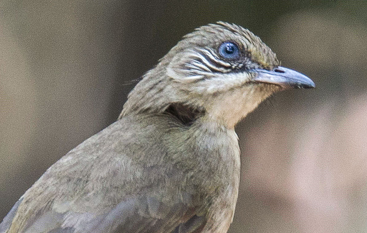 New Bulbul Species Was Hiding in Plain Sight, Scientists Say | Audubon