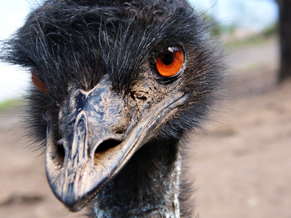 When Emus Invade | Audubon