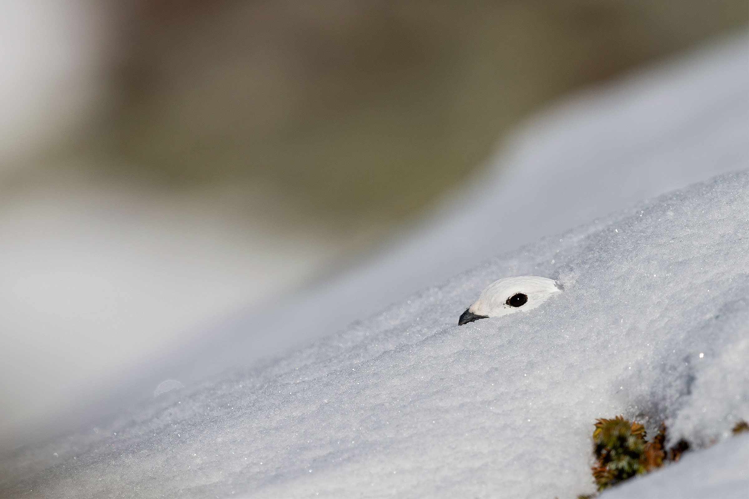 Snow Caves Keep Ptargimans Cozy on Cold Winter Nights | Audubon