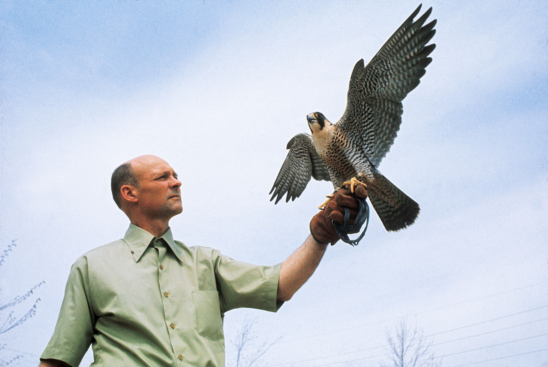 Remembering Tom Cade, the Father of Peregrine Falcon Conservation | Audubon