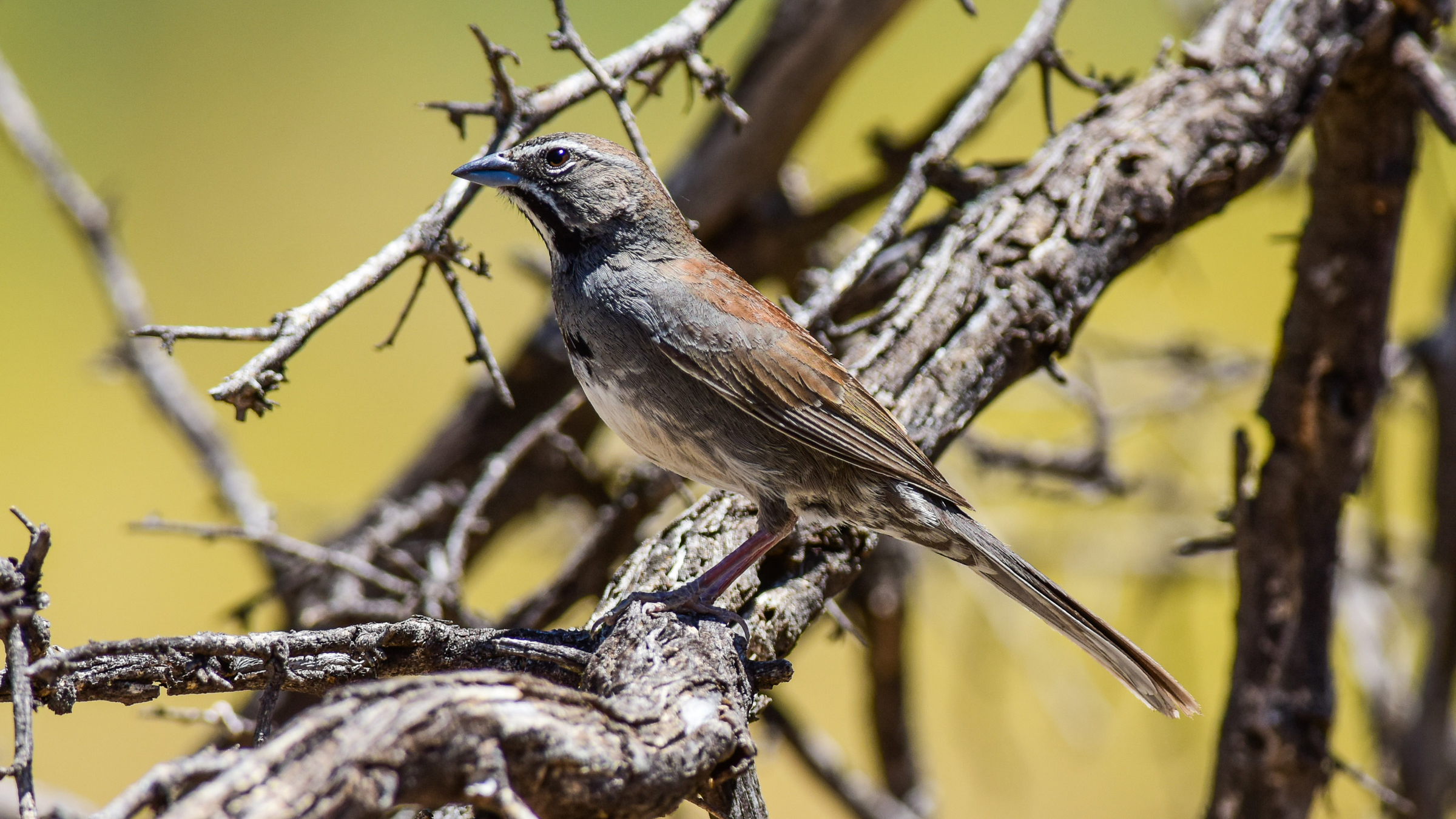 Five-striped Sparrow | Audubon Field Guide