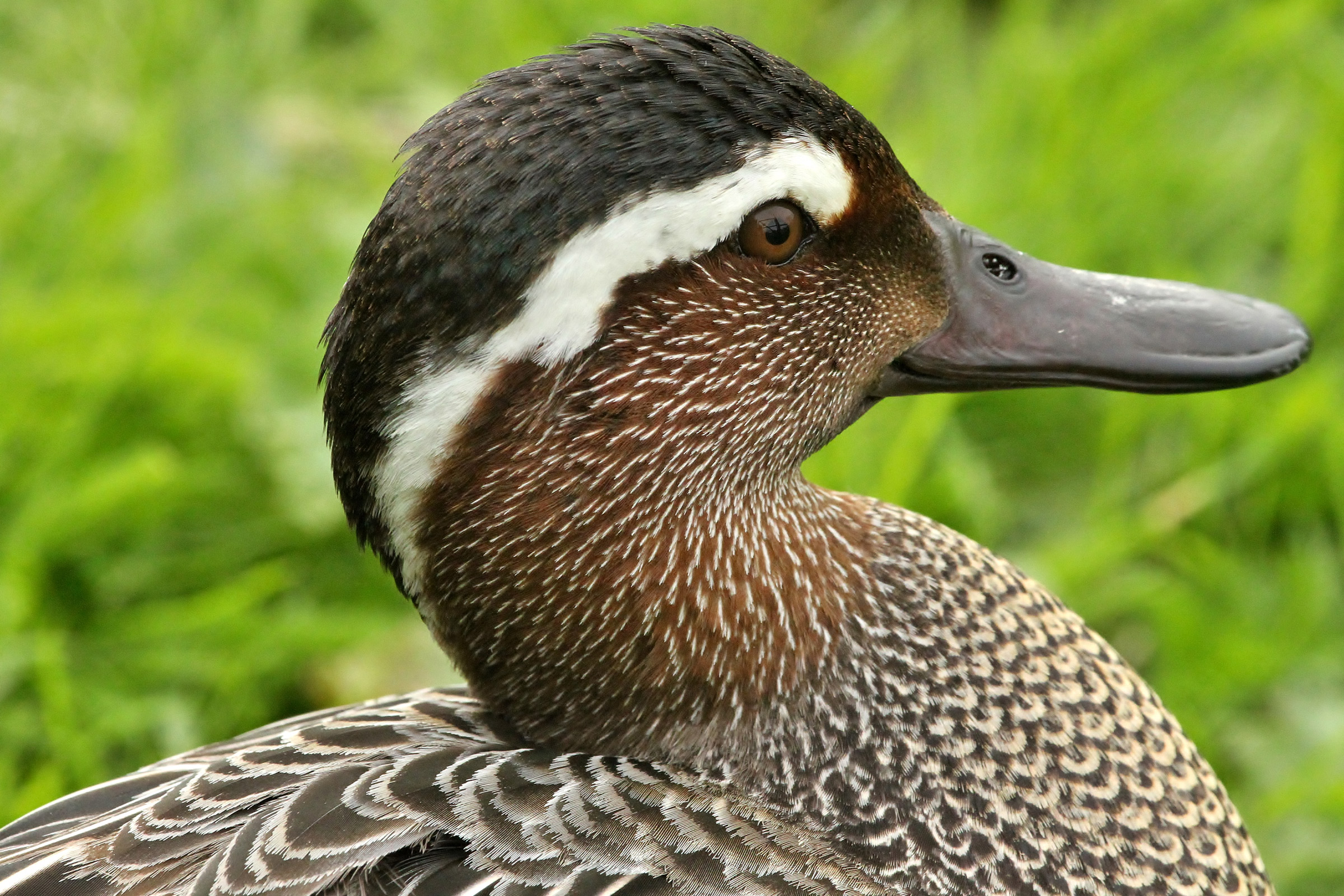Garganey | Audubon Field Guide