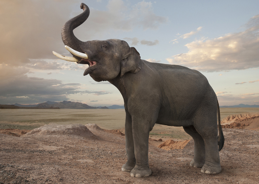 How Do Elephants "Talk" to Each Other? | Audubon