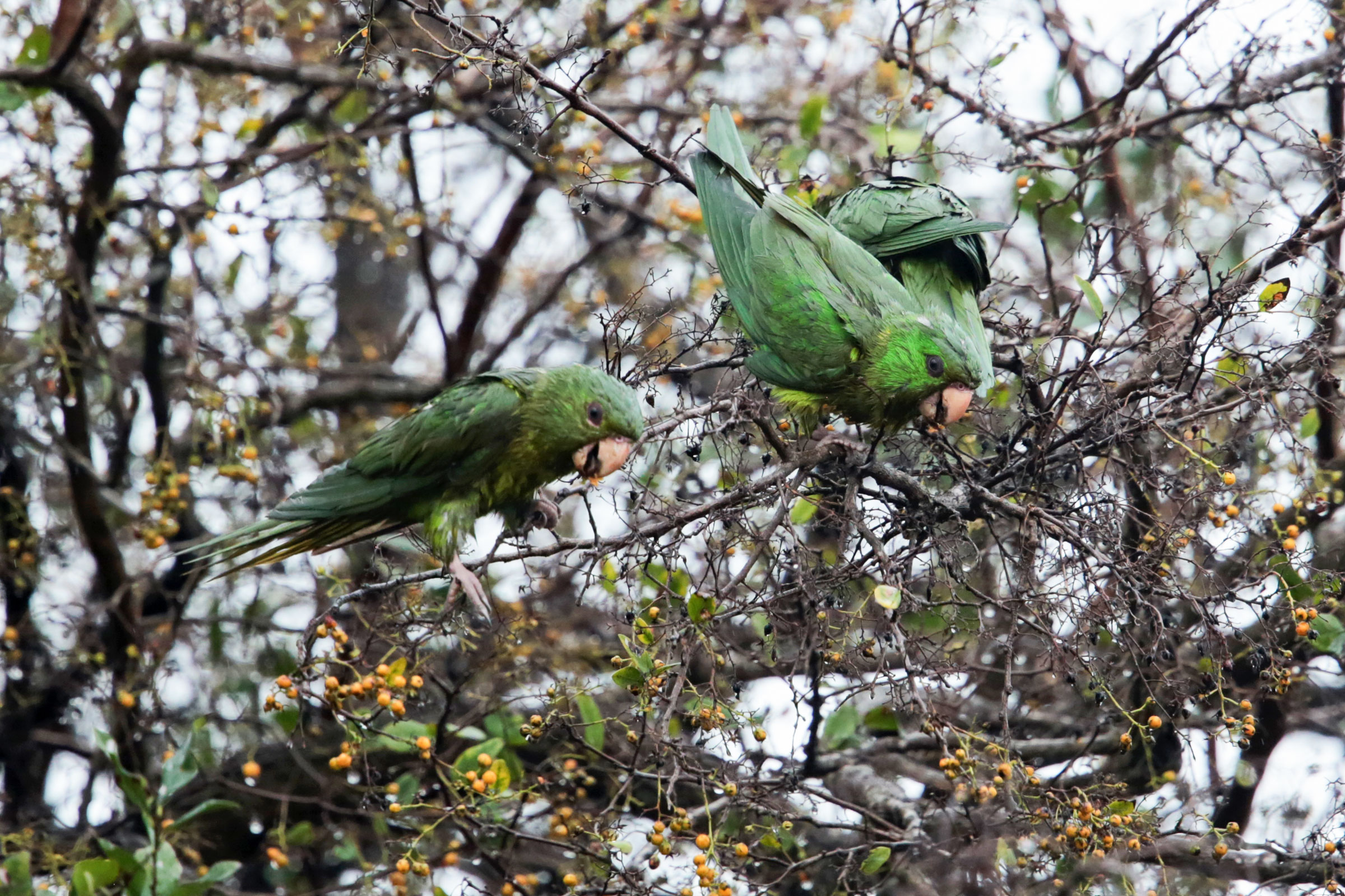 Green Parakeet | Audubon Field Guide