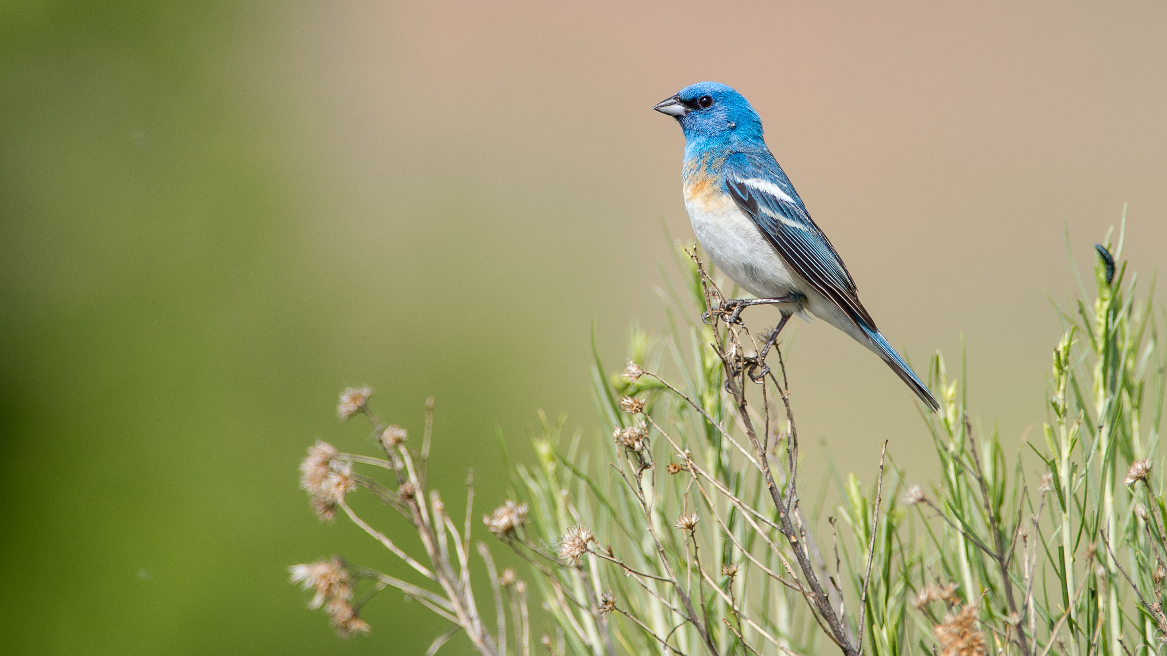 Lazuli Bunting | Audubon Field Guide