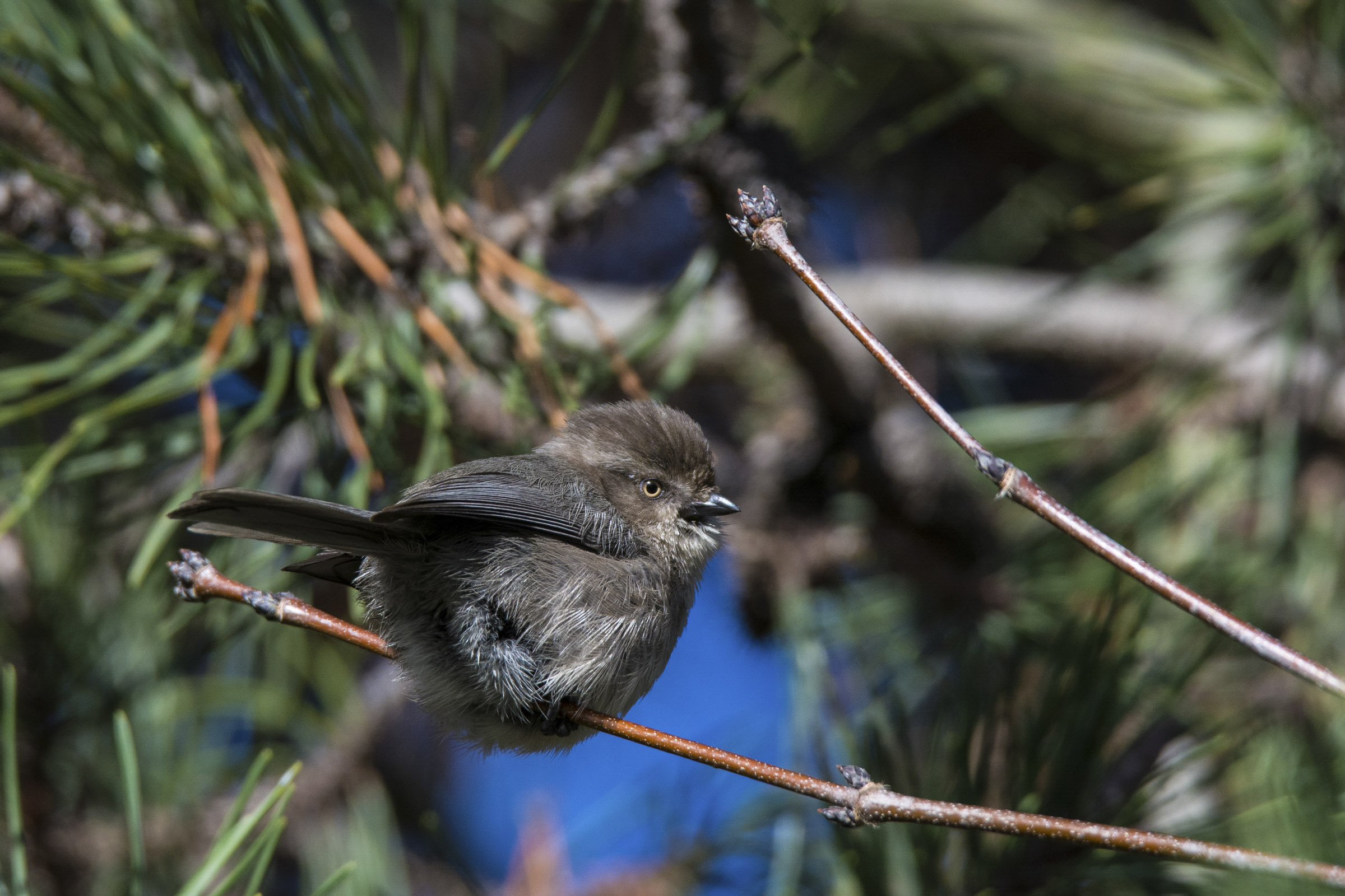 Bushtit | Audubon Field Guide