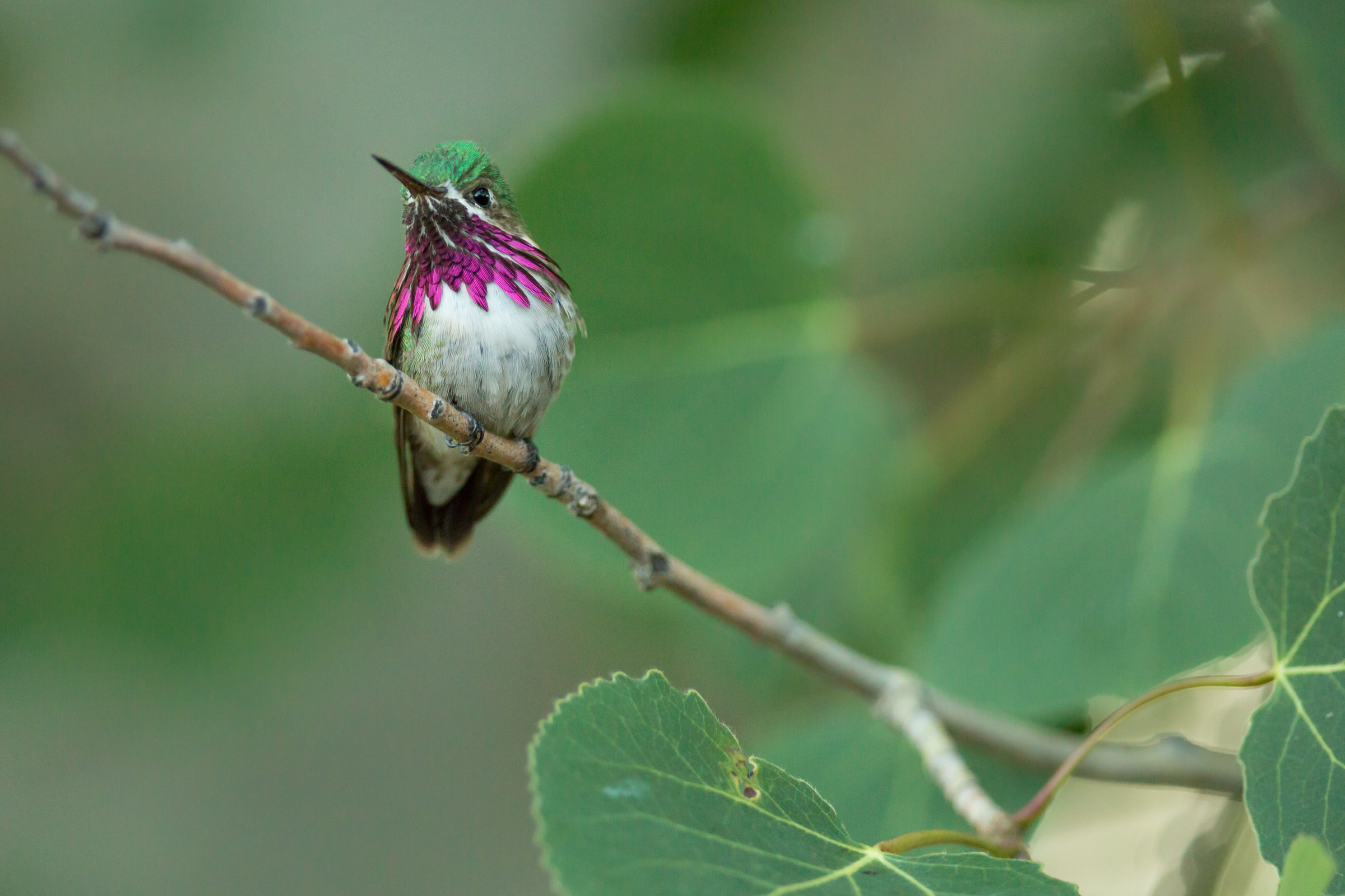 Calliope Hummingbird | Audubon Field Guide