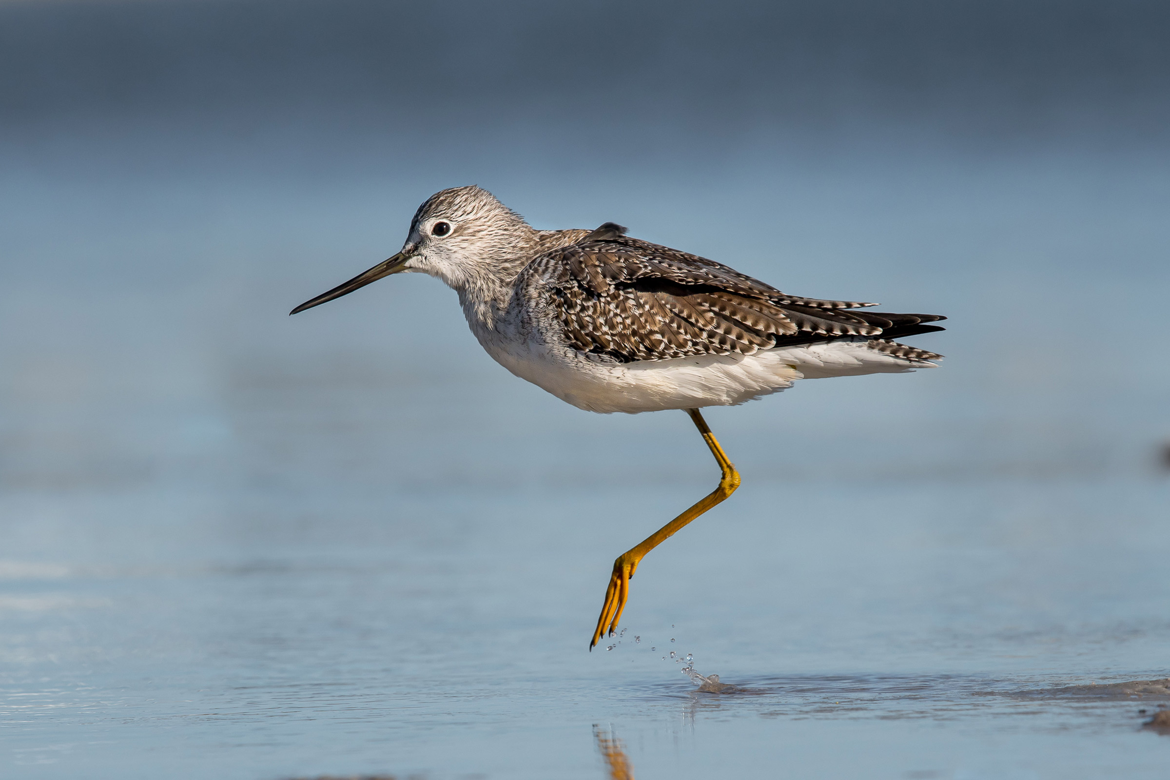 Greater Yellowlegs | Audubon Field Guide