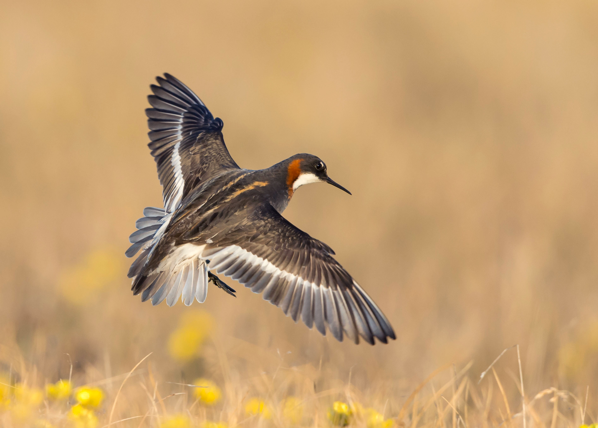 Red-necked Phalarope | Audubon Field Guide