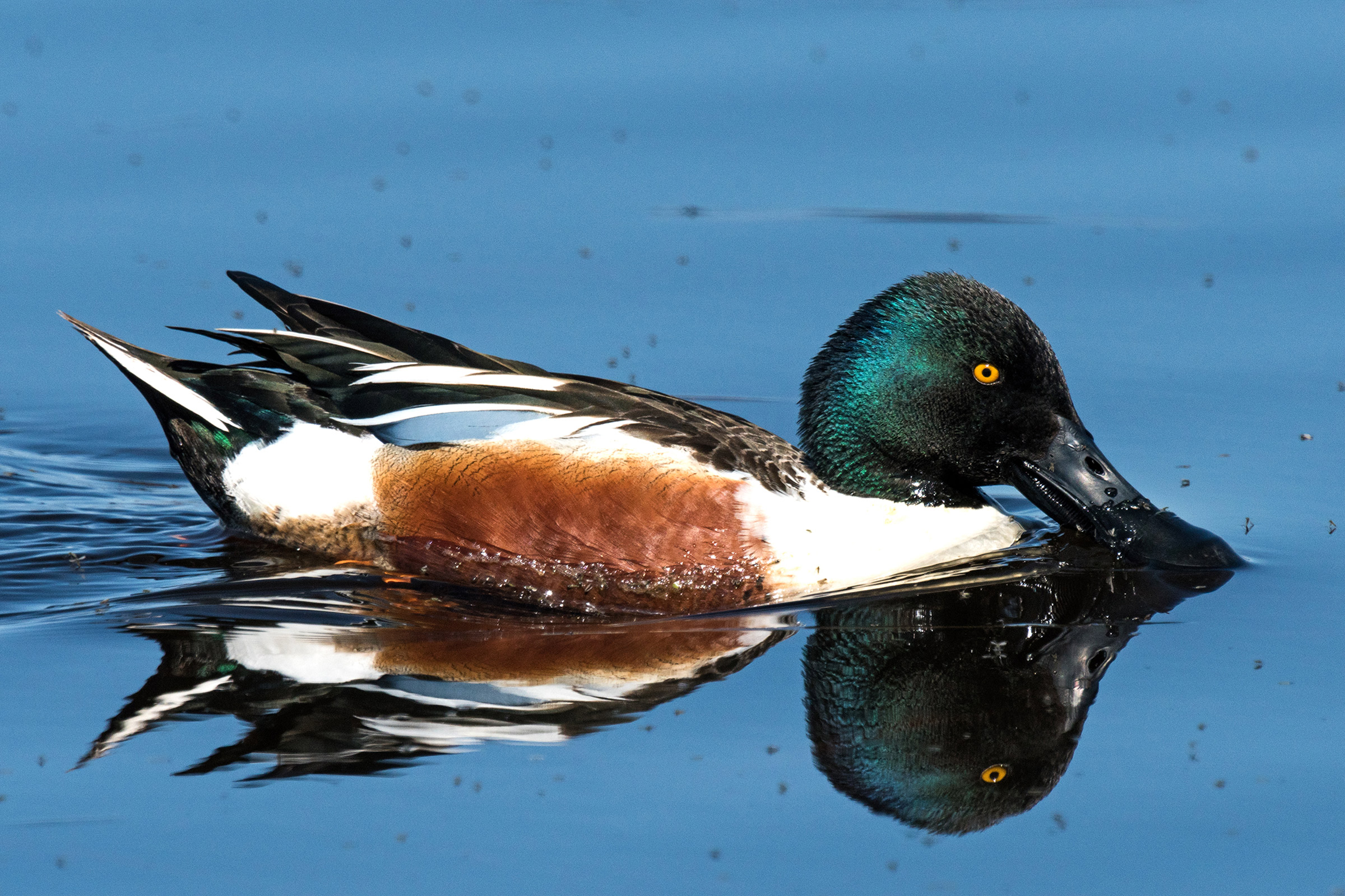 Northern Shoveler Audubon Field Guide Northern Shoveler Audubon Field Guide