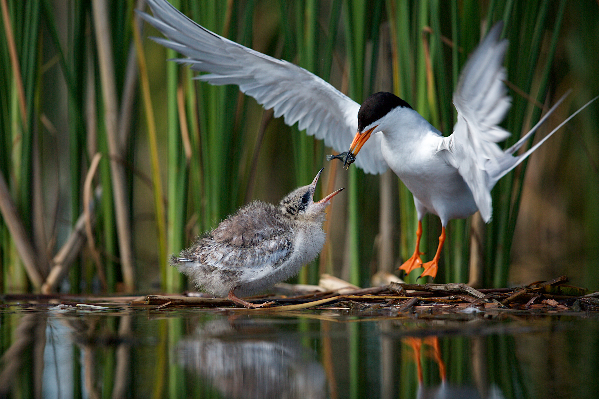 Forster's Tern | Audubon Field Guide
