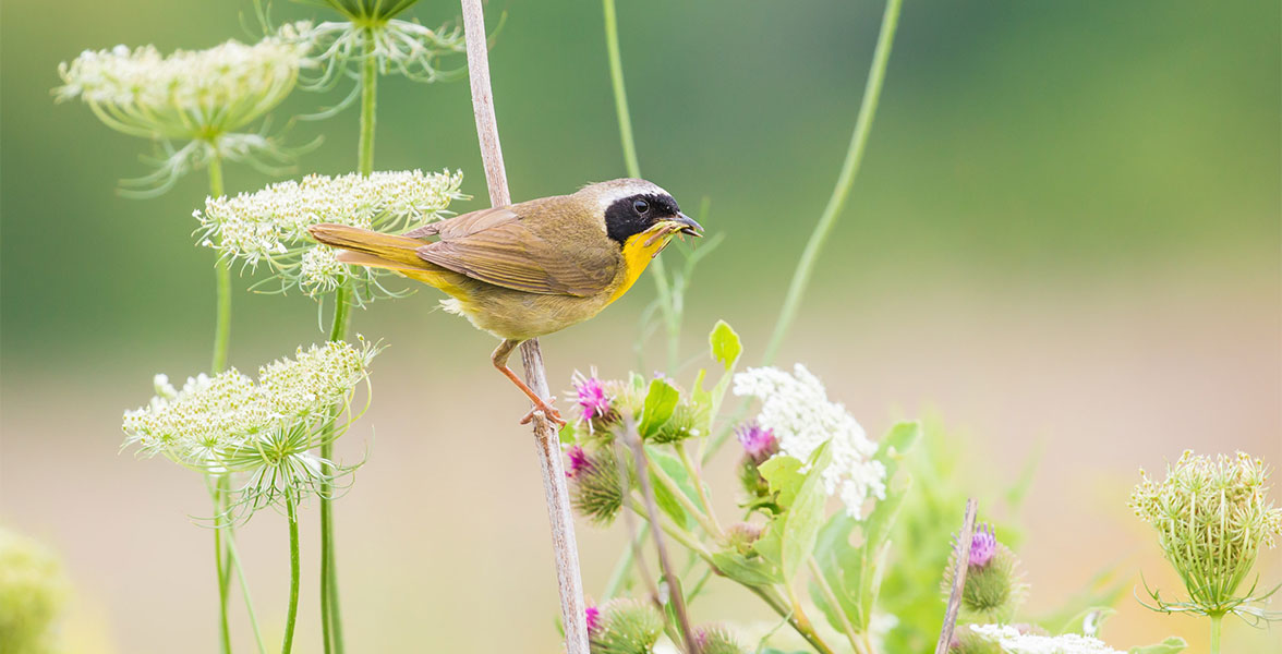 Common Yellowthroat | Audubon Field Guide