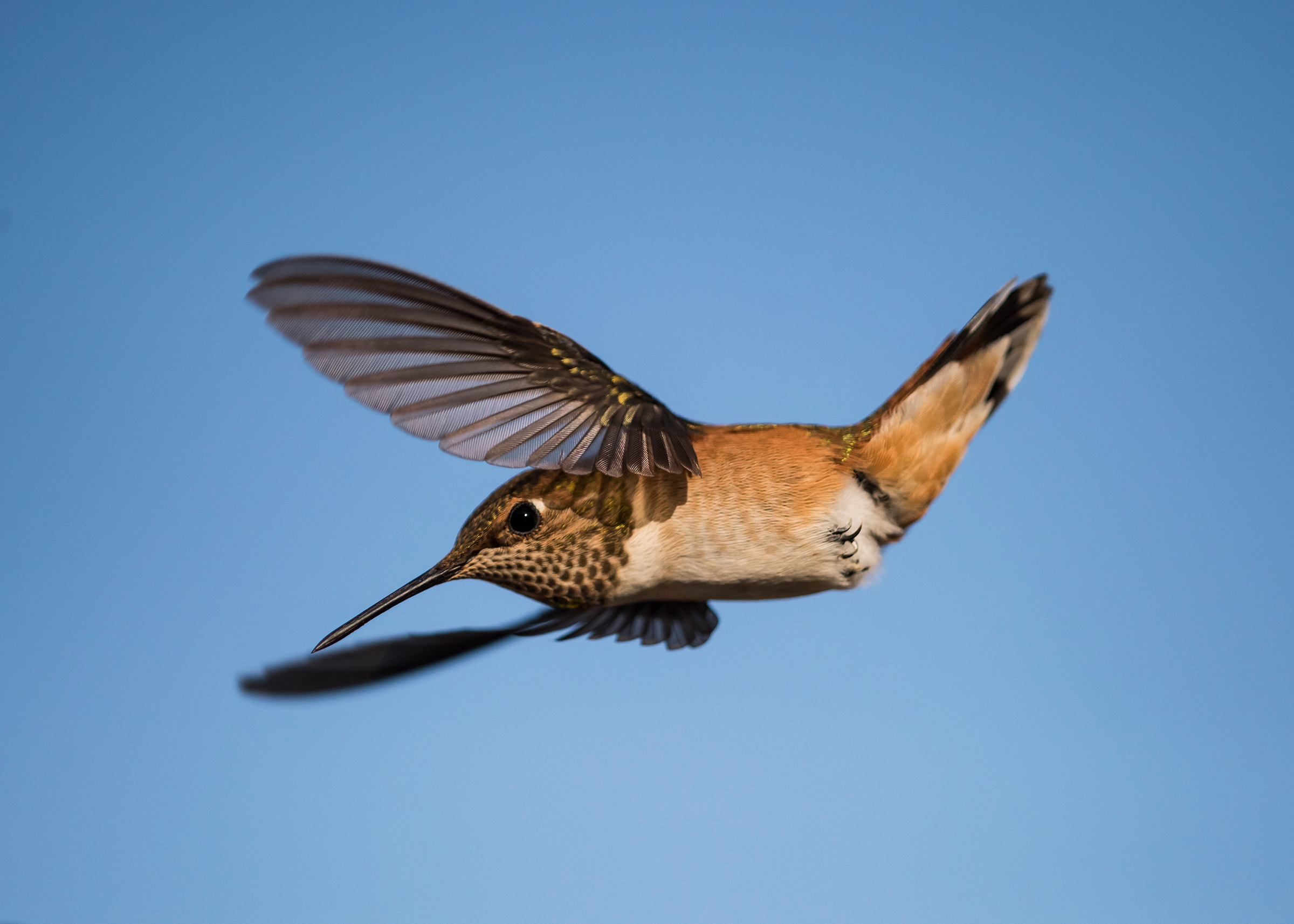 Rufous Hummingbird | Audubon Field Guide