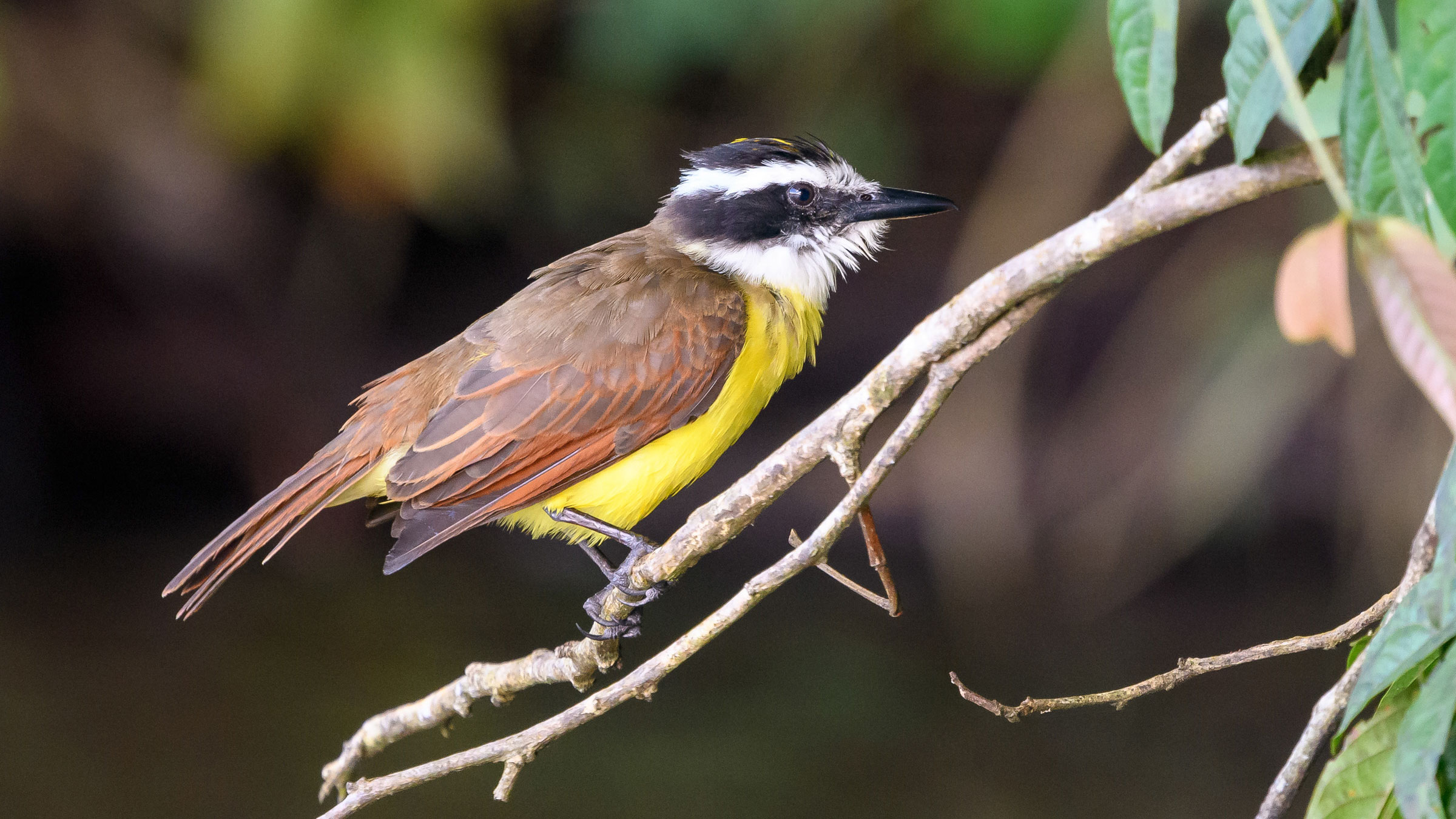 Great Kiskadee | Audubon Field Guide