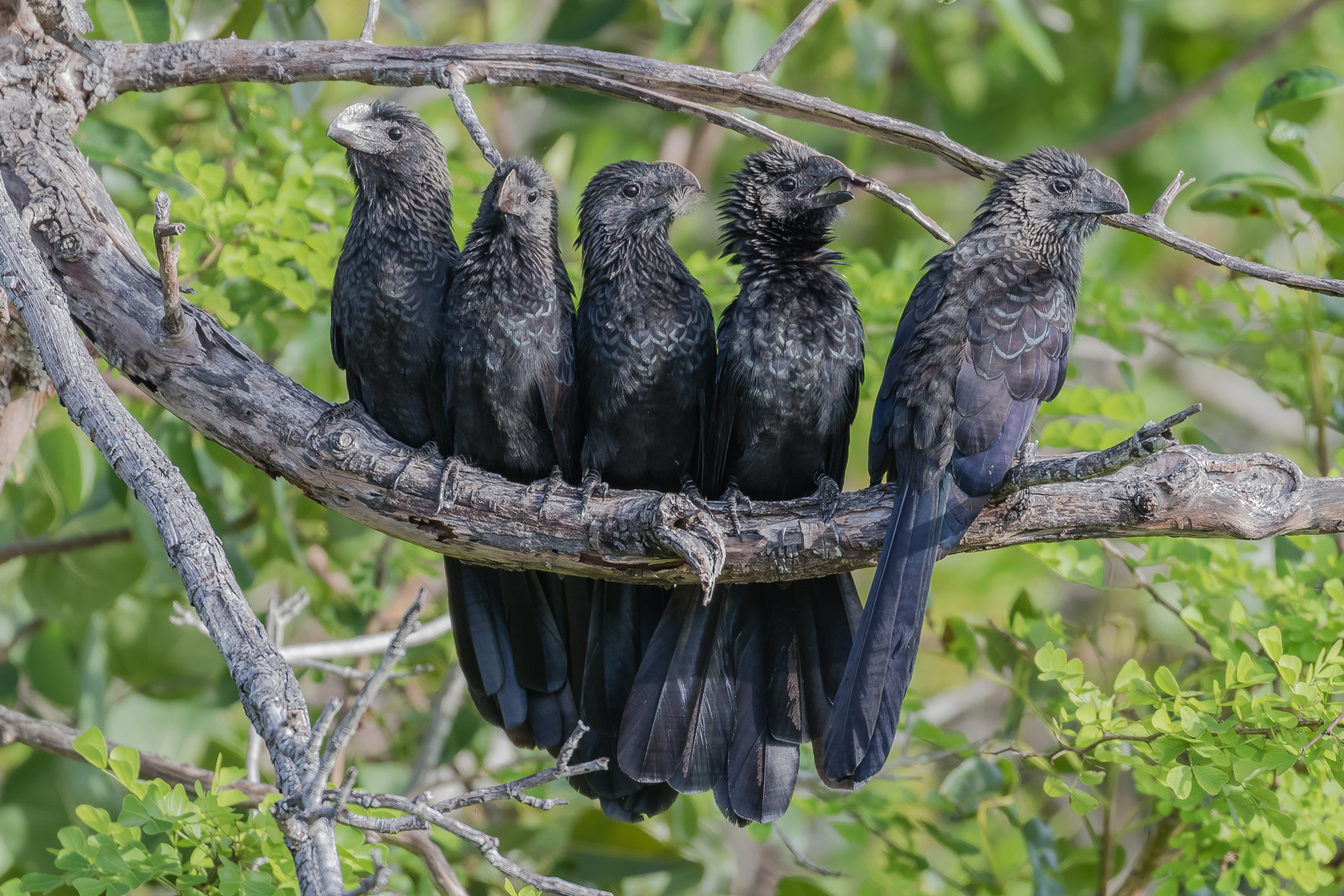 Smooth-billed Ani | Audubon Field Guide