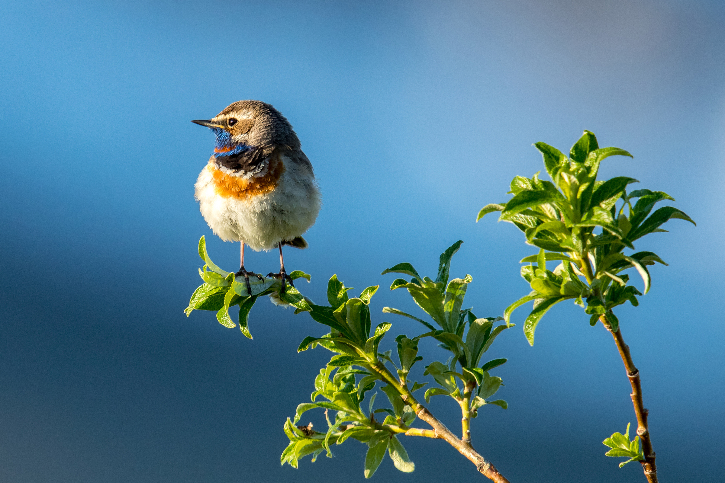 Bluethroat | Audubon Field Guide