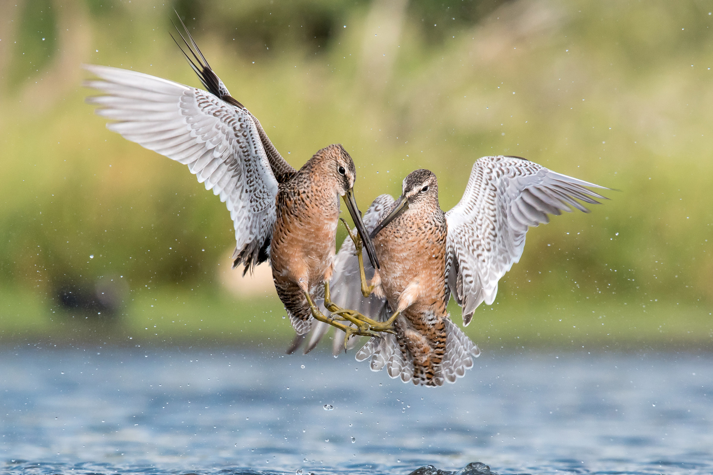 Long-billed Dowitcher | Audubon Field Guide