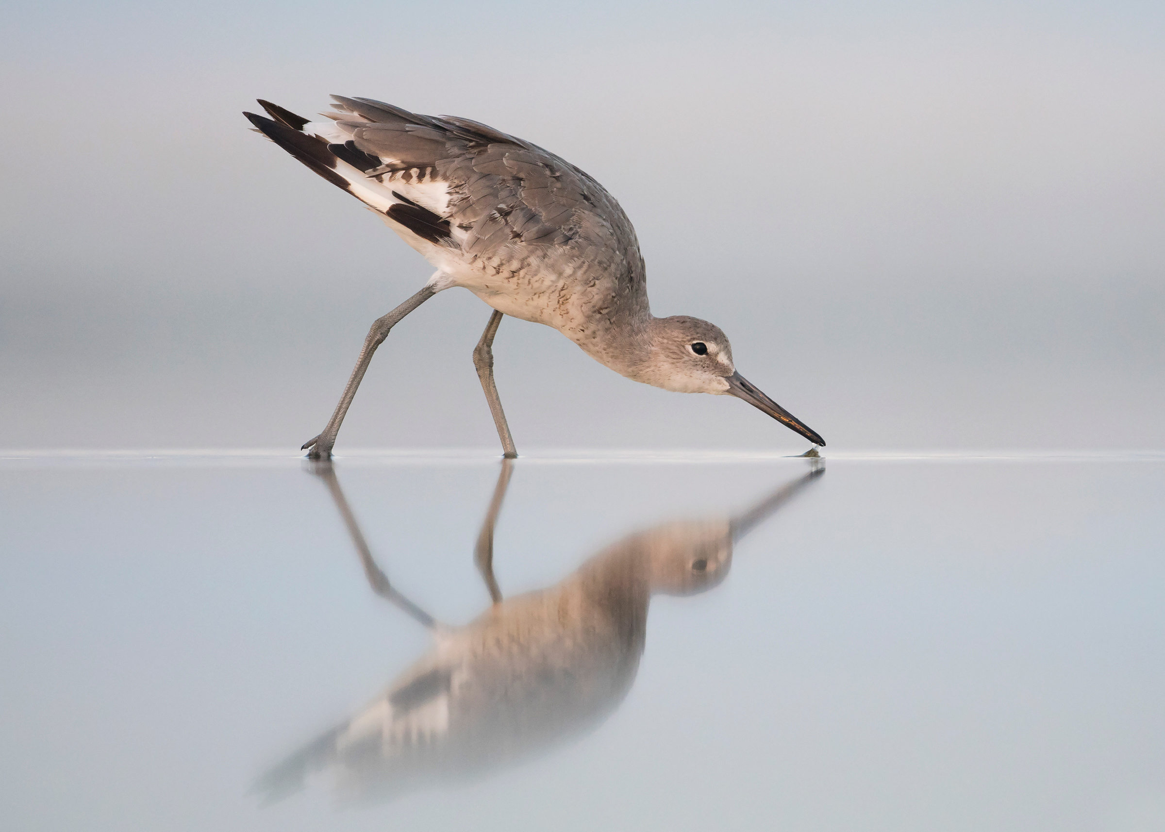 Willet | Audubon Field Guide
