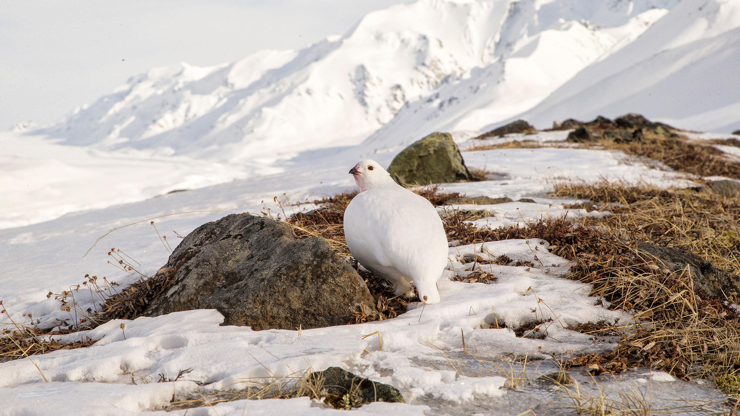 White-tailed Ptarmigan | Audubon Field Guide