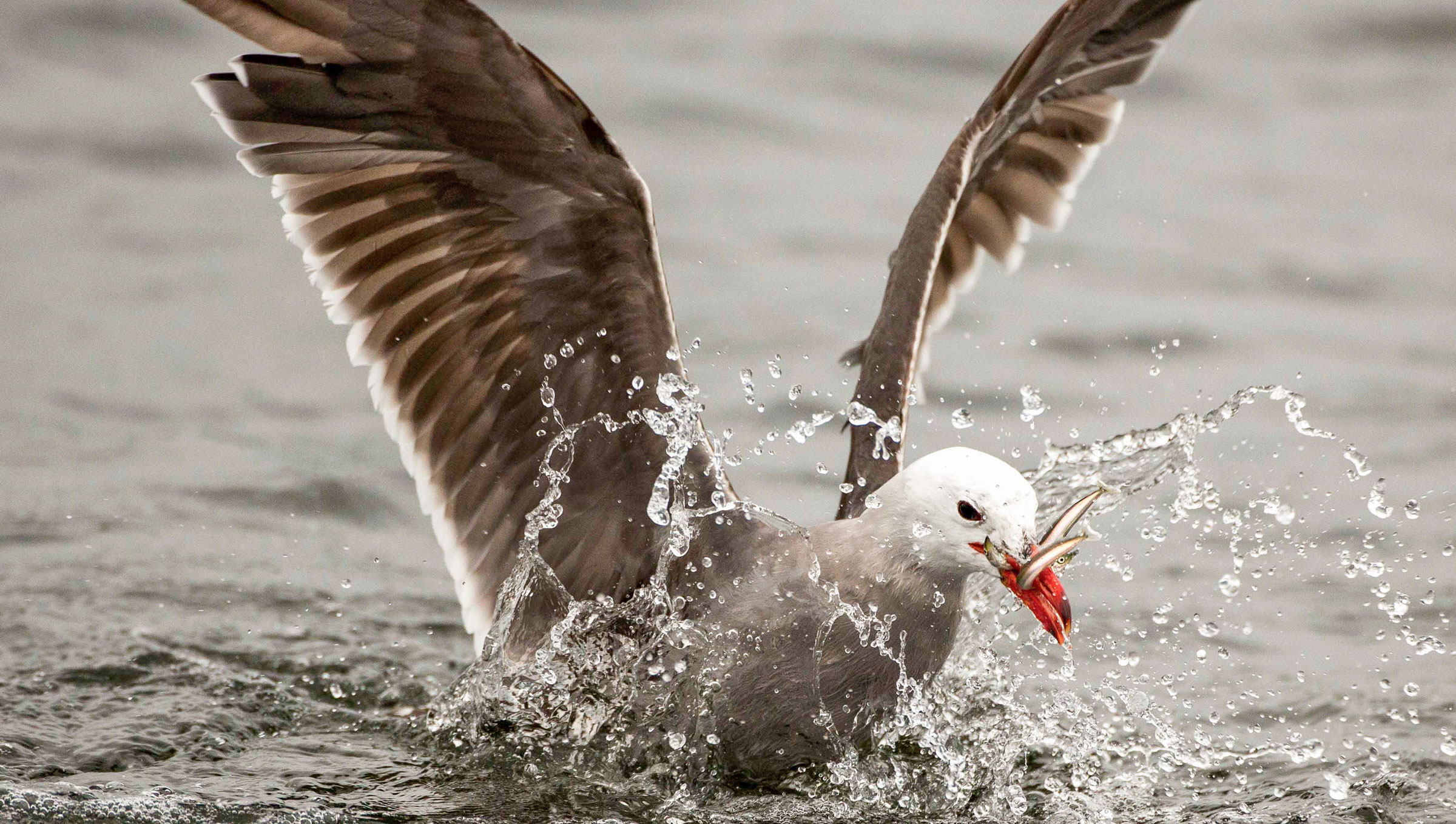 Heermann's Gull | Audubon Field Guide