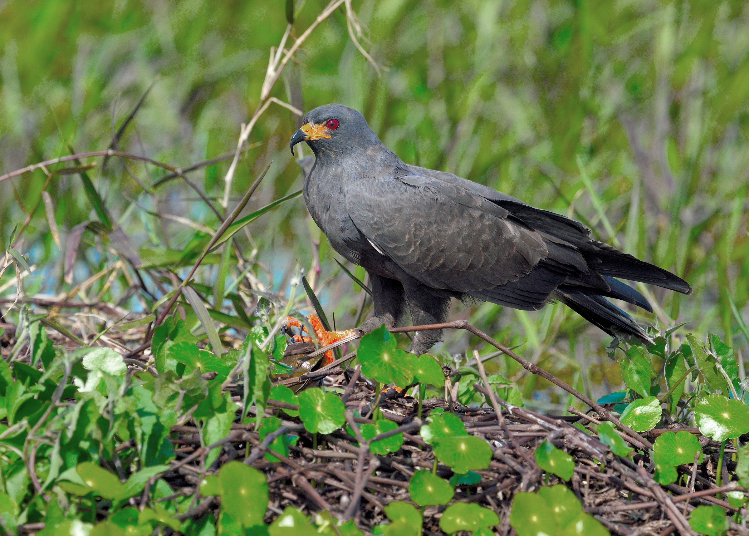 Snail Kite | Audubon Field Guide