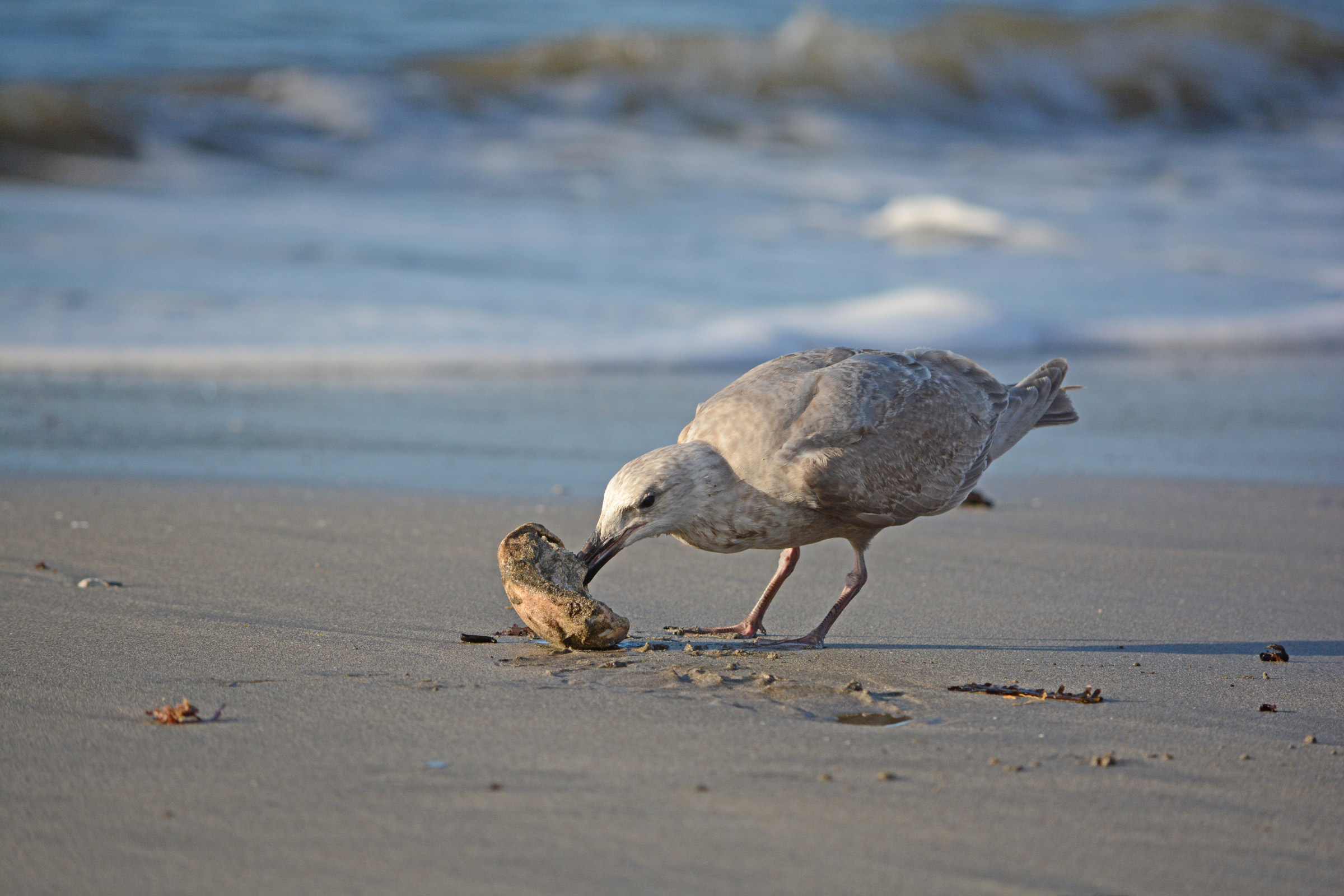 Glaucous-winged Gull | Audubon Field Guide