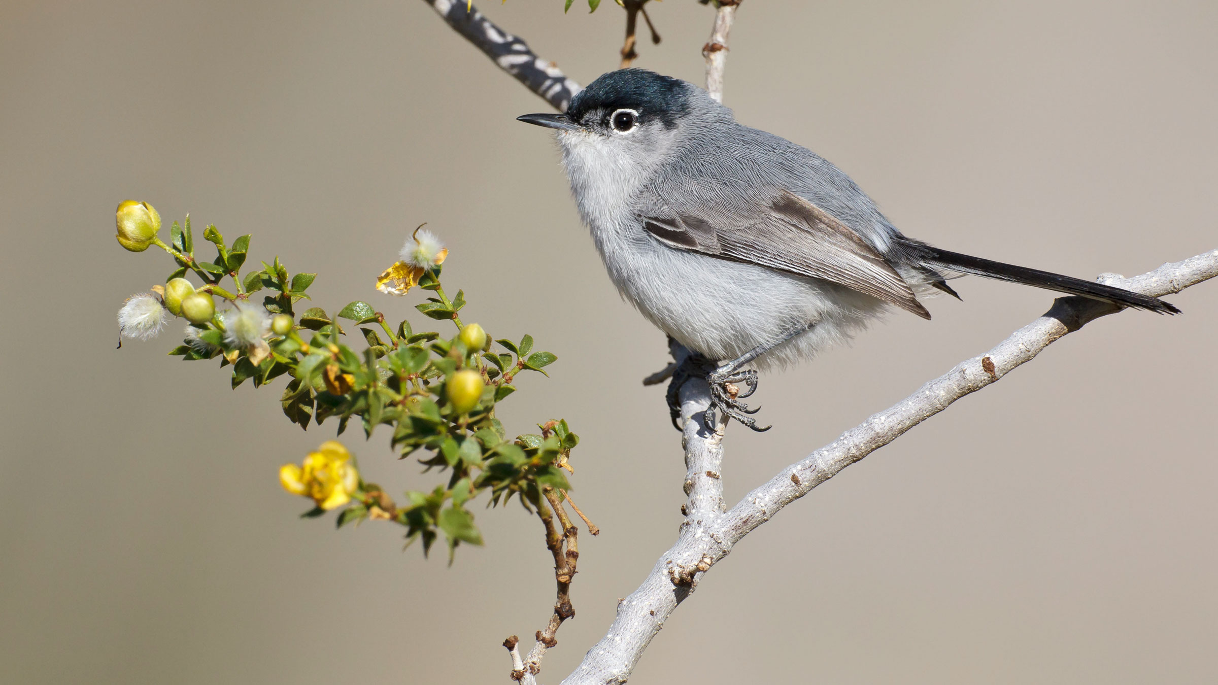 Black-tailed Gnatcatcher | Audubon Field Guide