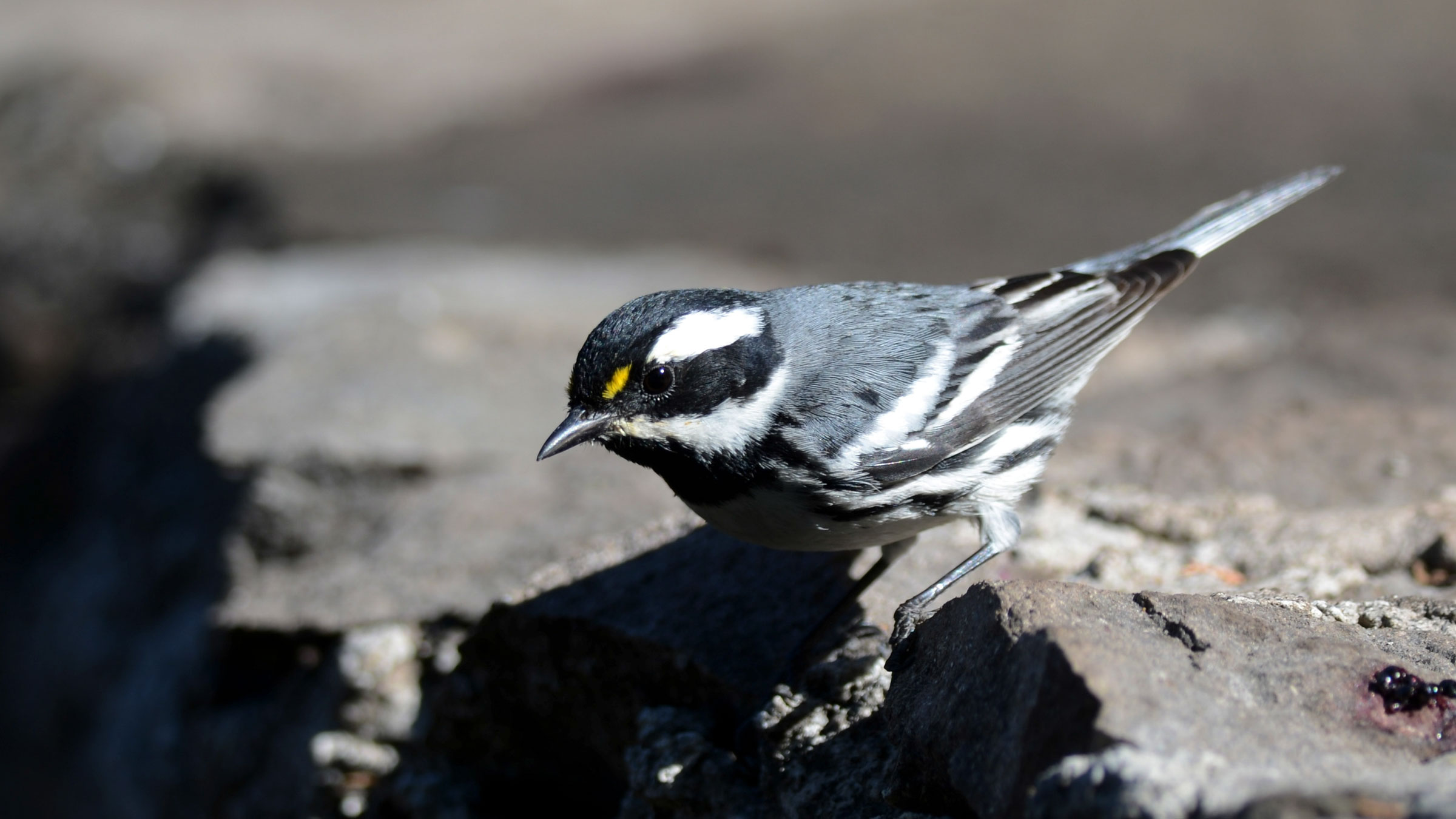 Black-throated Gray Warbler | Audubon Field Guide