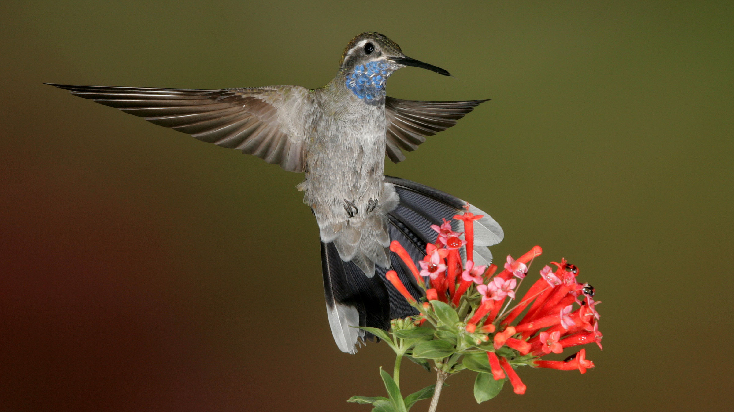 Colibrí Garganta Azul | Guía de Aves