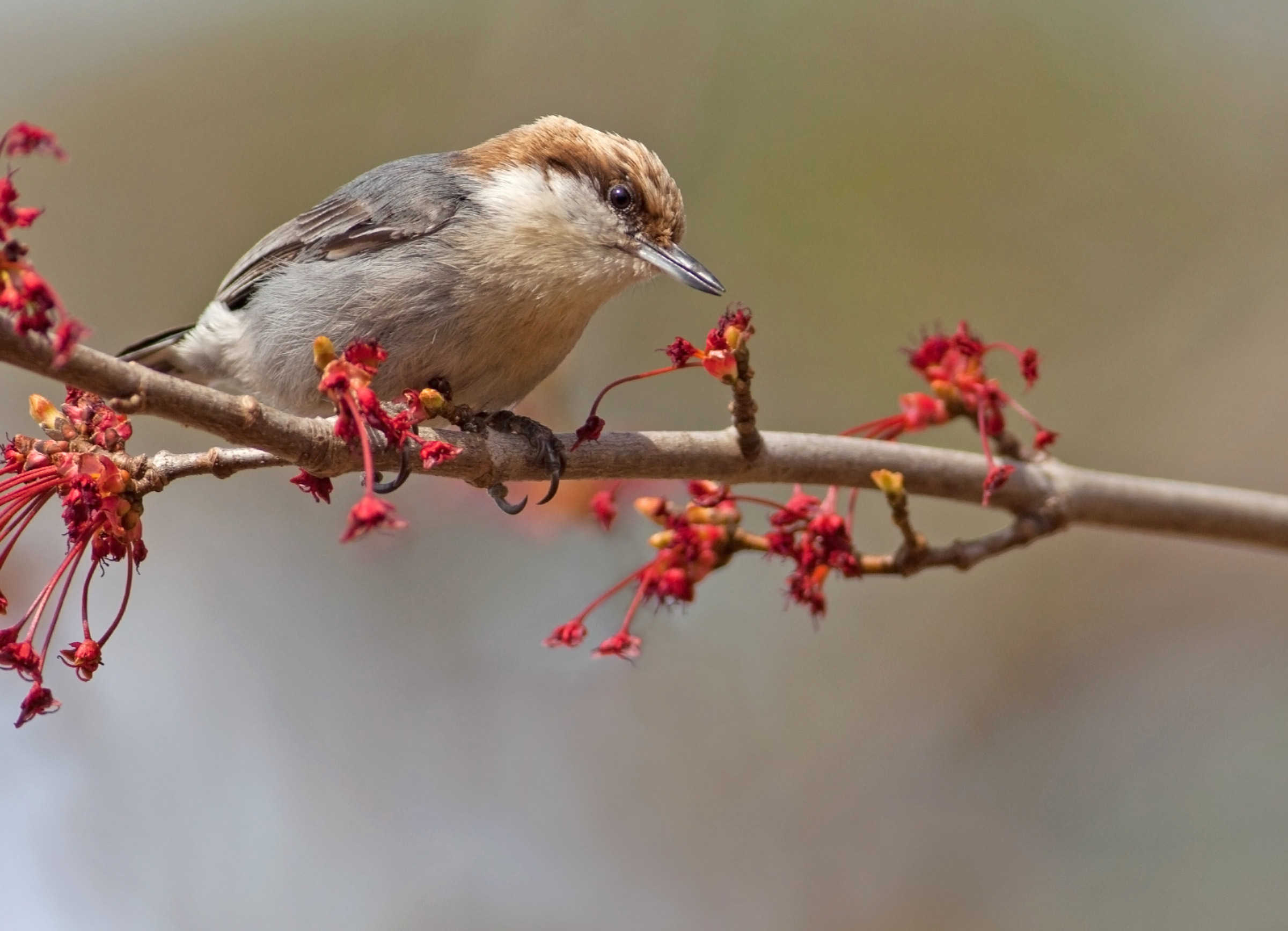 Brown-headed Nuthatch | Audubon Field Guide