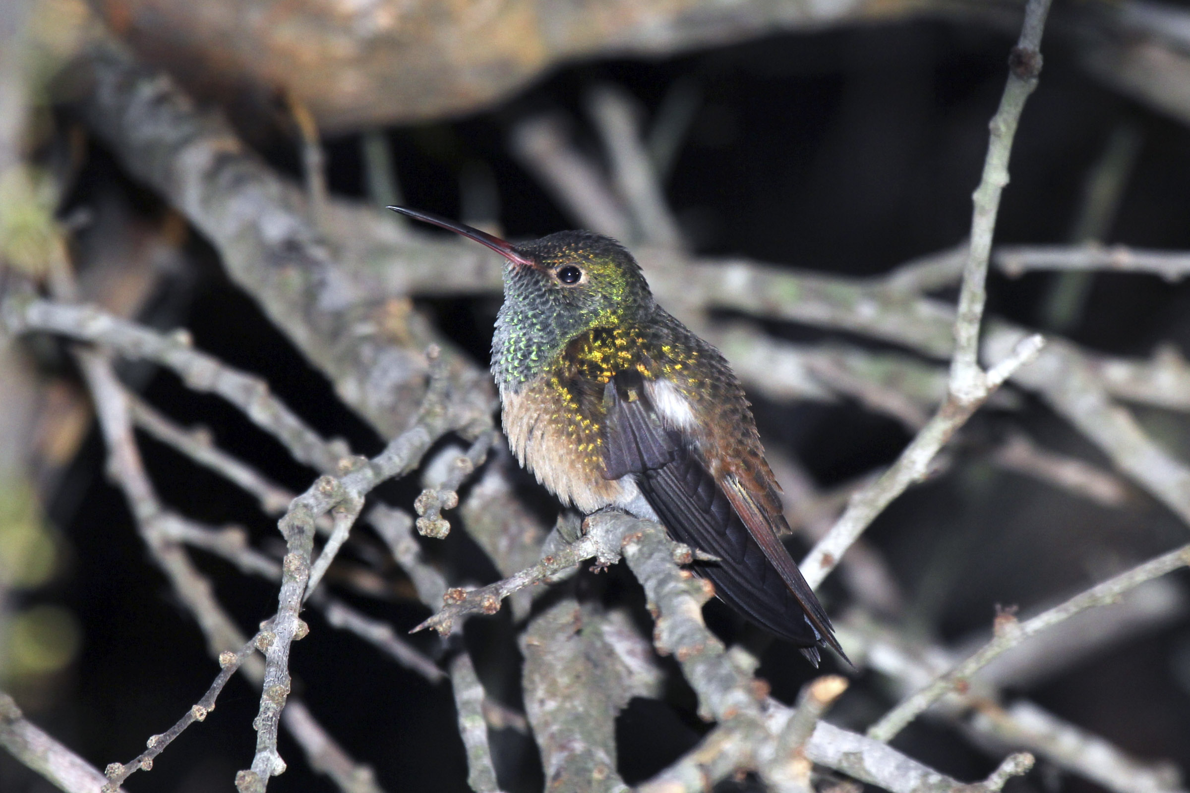 Buff-bellied Hummingbird | Audubon Field Guide