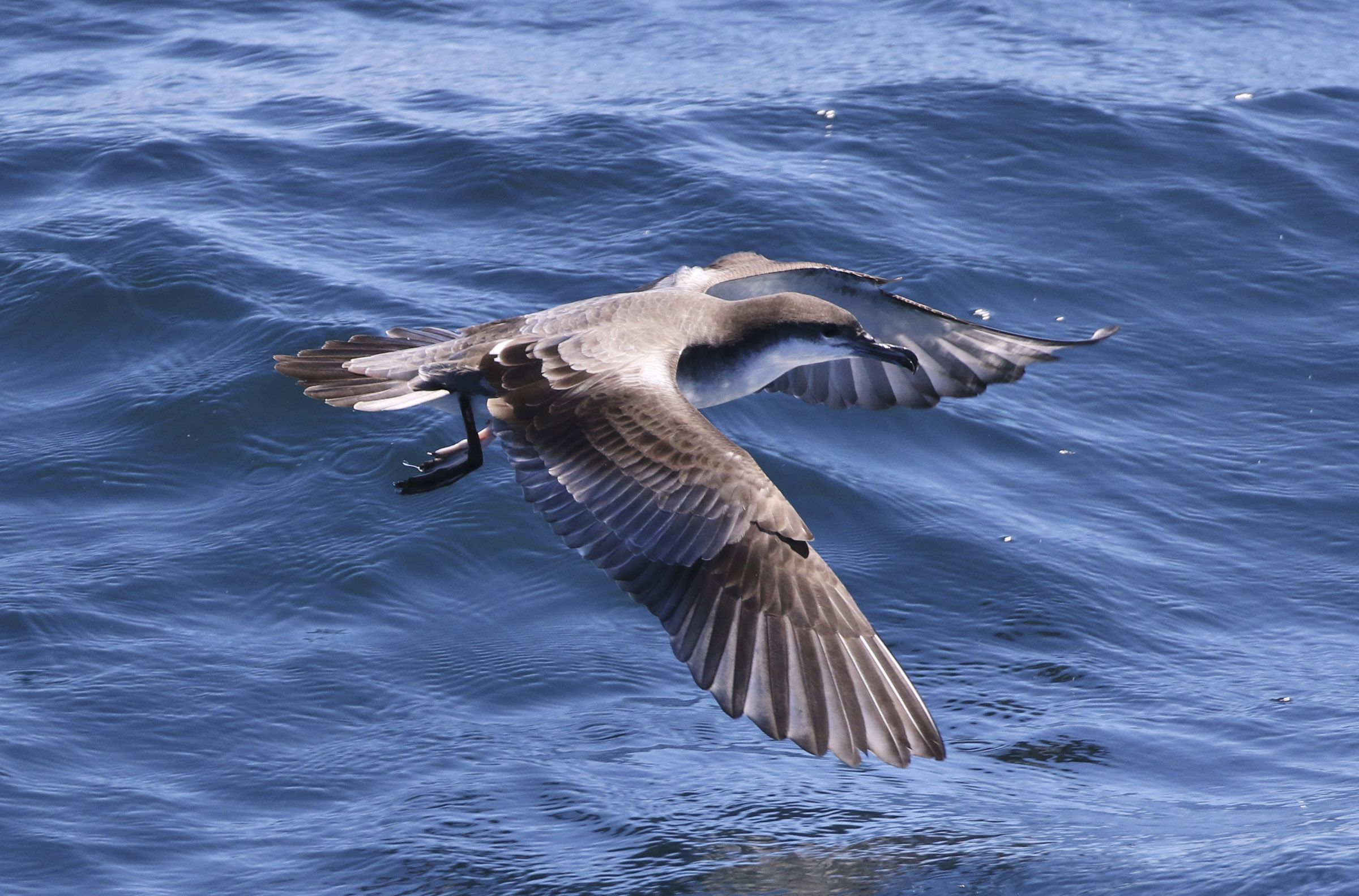 Buller's Shearwater | Audubon Field Guide