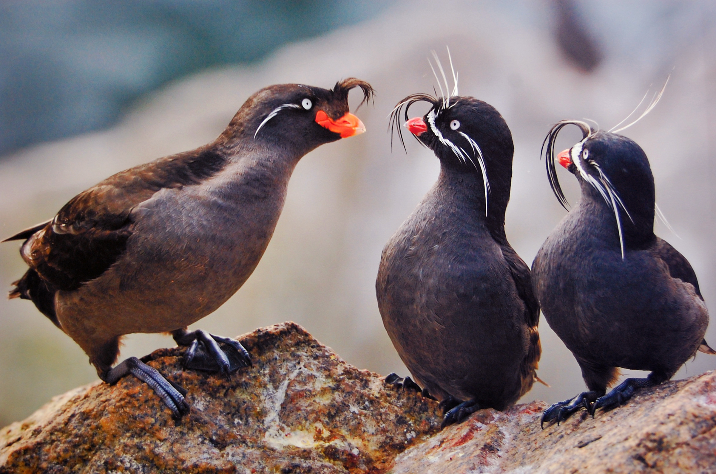 Whiskered Auklet | Audubon Field Guide