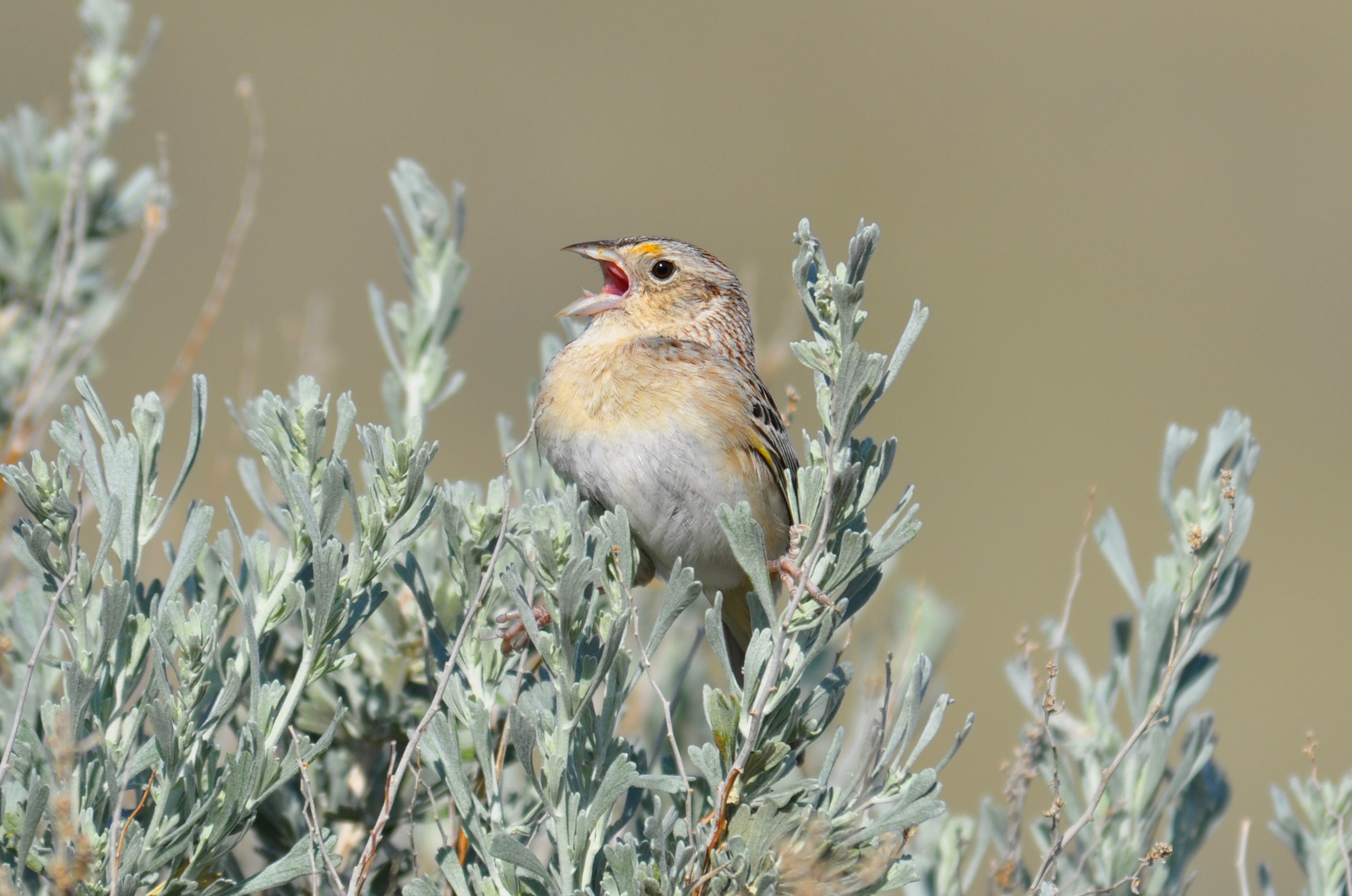 Grasshopper Sparrow | Audubon Field Guide