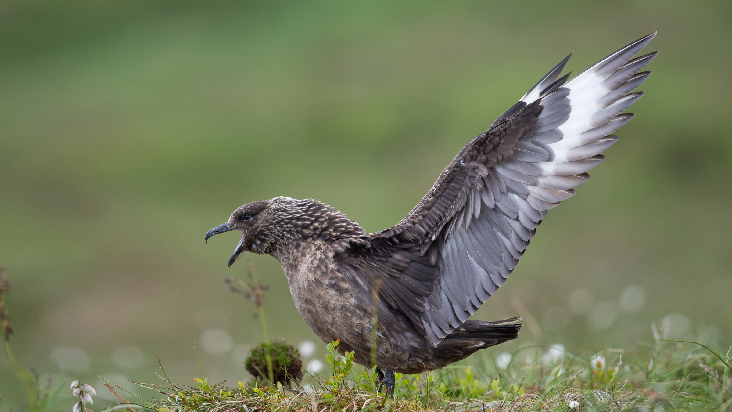 Great Skua | Audubon Field Guide