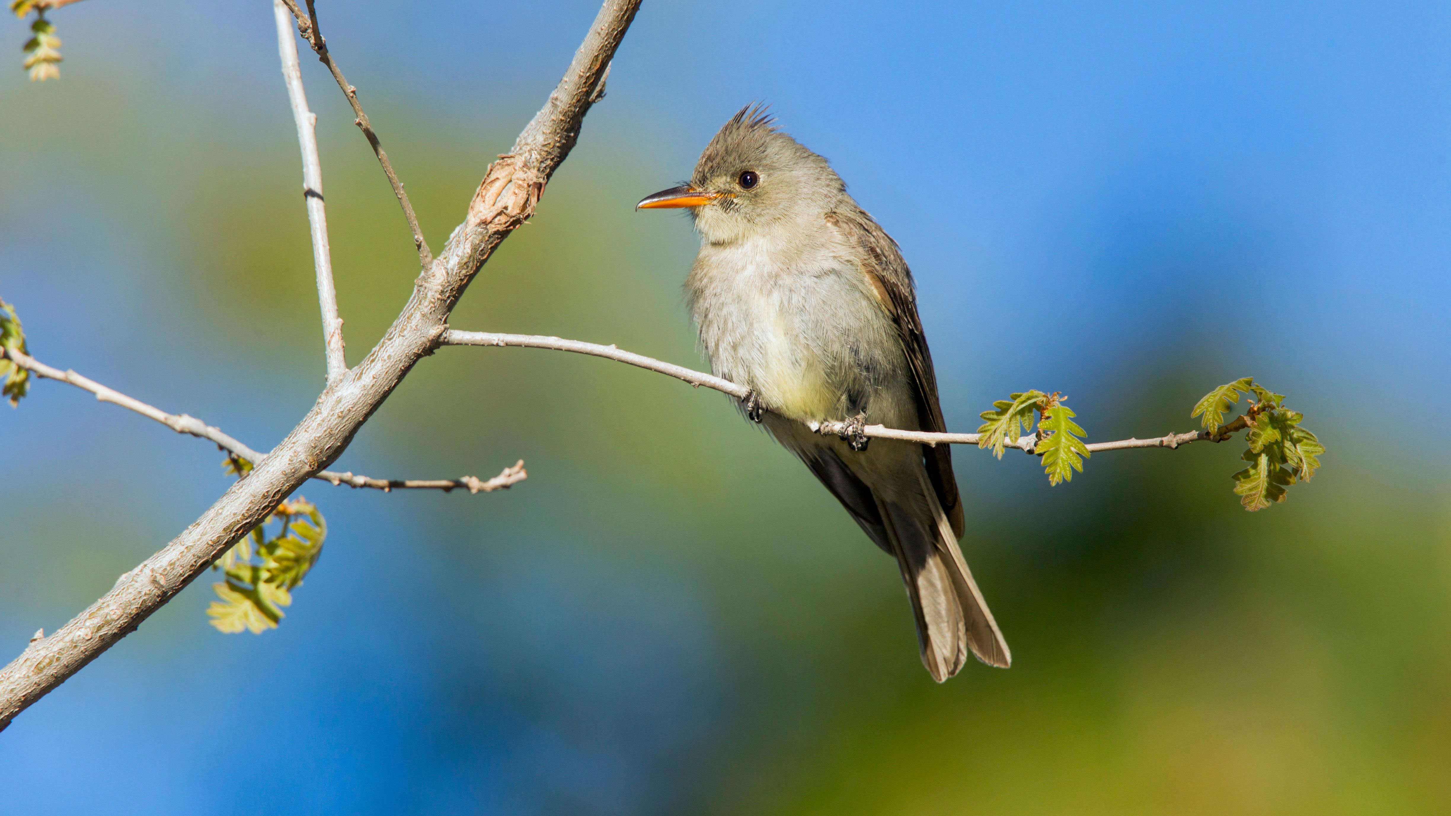 Greater Pewee | Audubon Field Guide