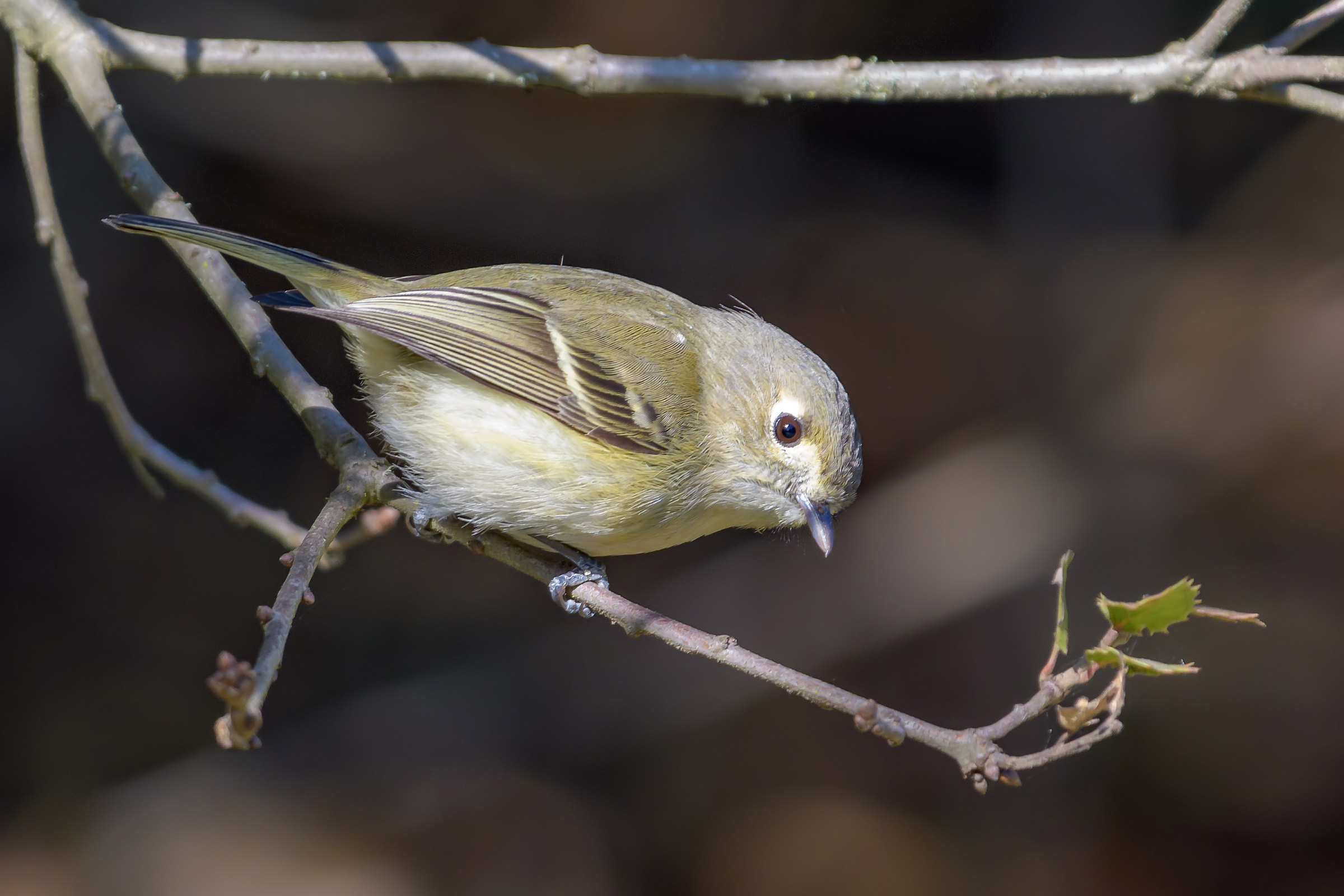 Hutton's Vireo | Audubon Field Guide