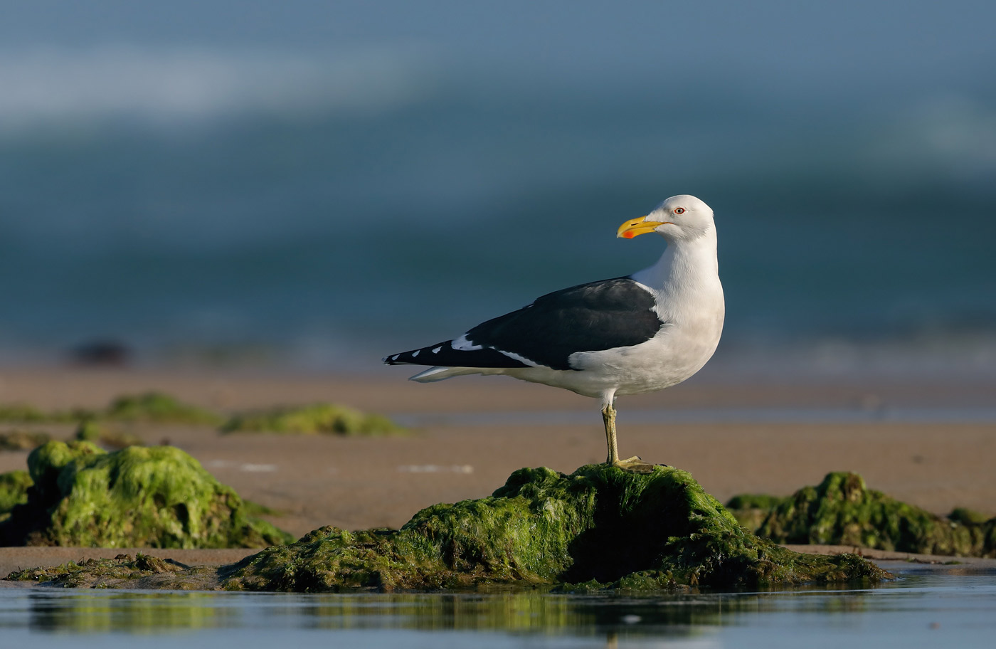 Kelp Gull | Audubon Field Guide