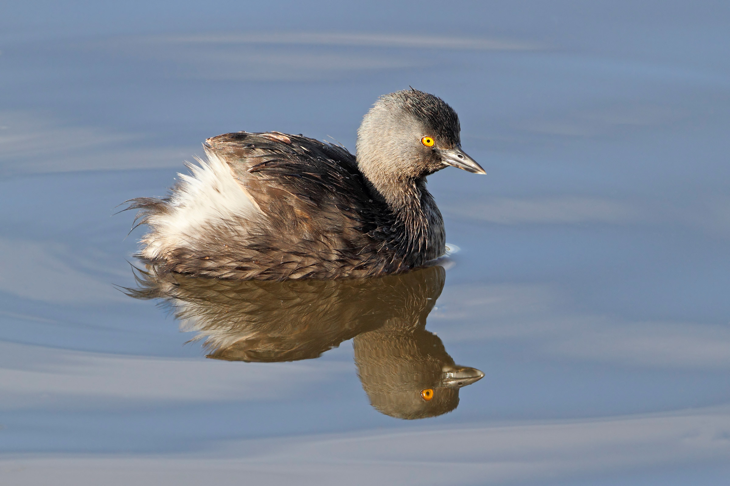 Least Grebe | Audubon Field Guide